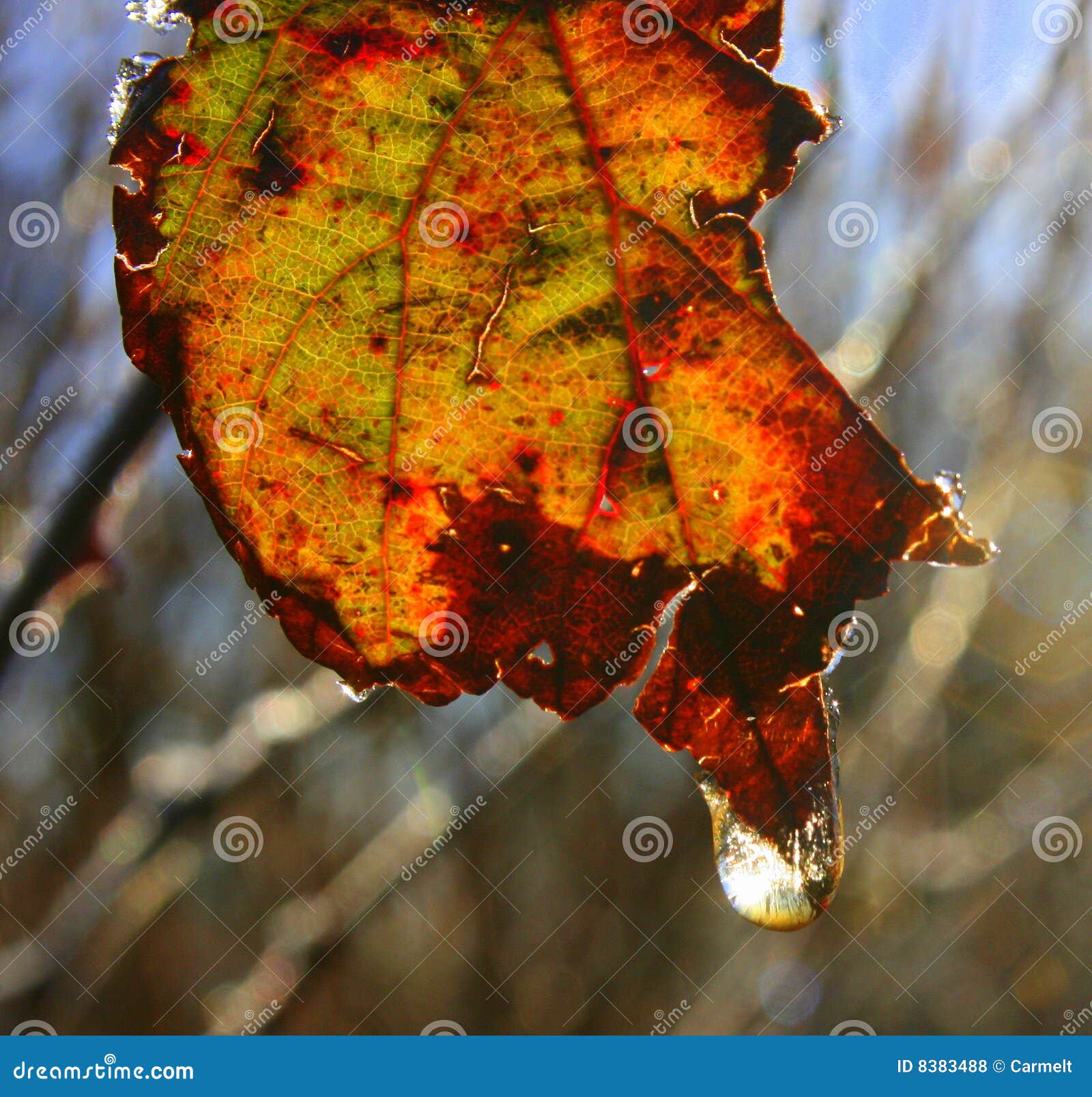 Decaying leaf stock photo. Image of rain, wood, raindrop - 8383488