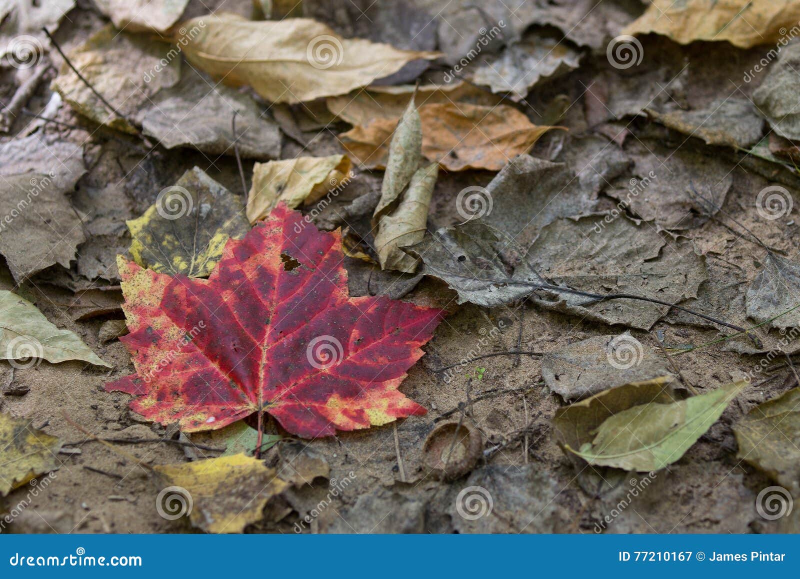 Decaying Leaf stock image. Image of season, color, life - 77210167