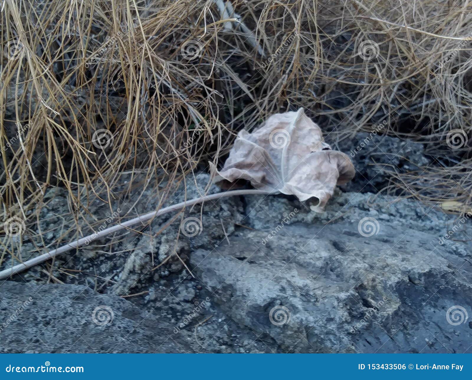 Decaying Rock Texture Stock Photography | CartoonDealer.com #14065400