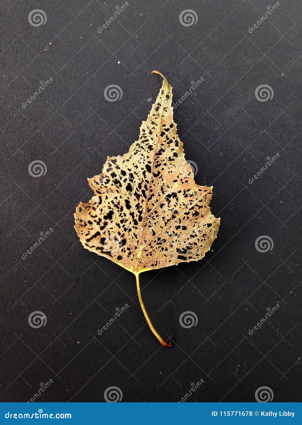 Decaying leaf stock photo. Image of fall, autumn, decaying - 115771678