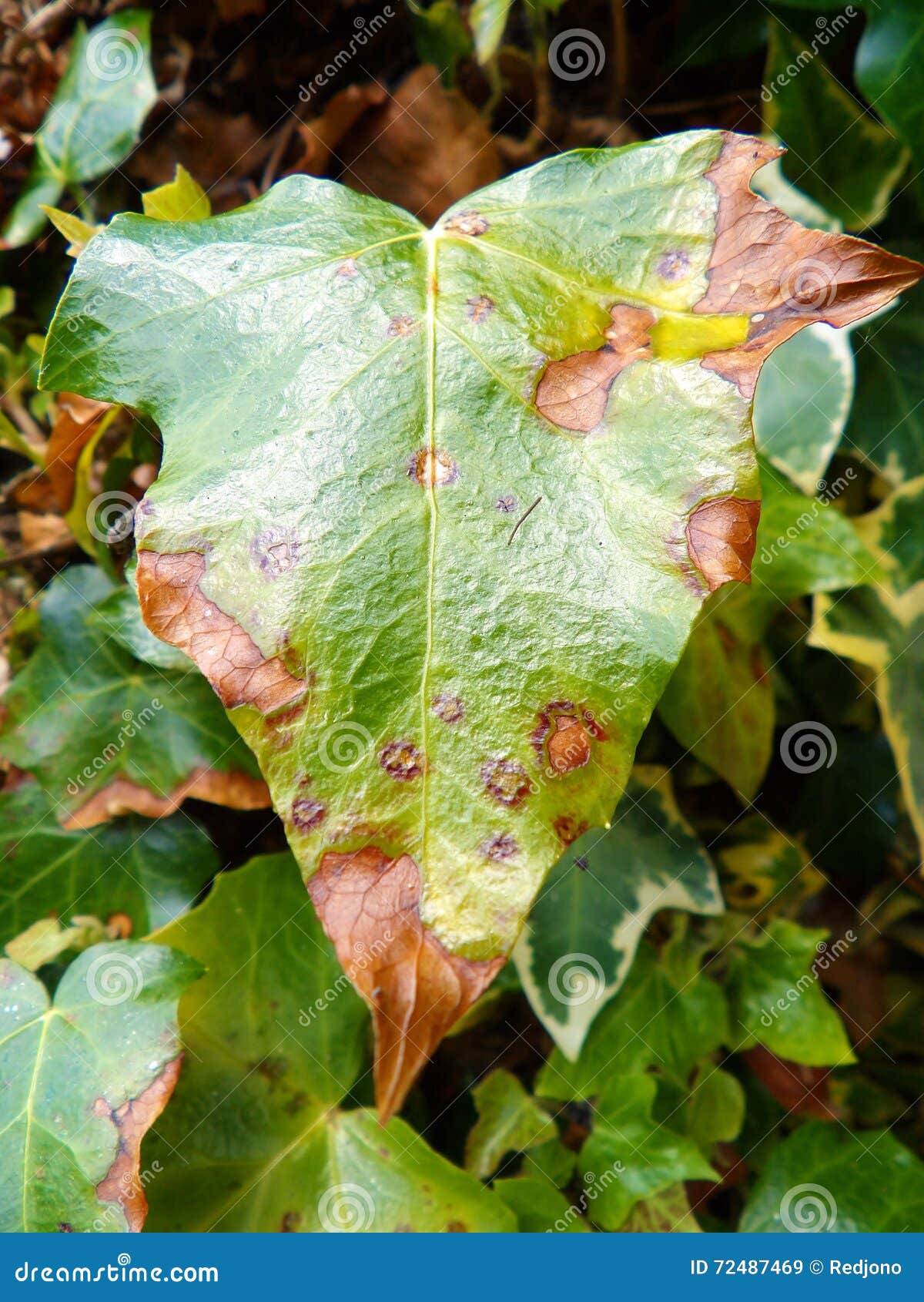 Decaying leaf stock image. Image of blank, cage, herbarium - 72487469
