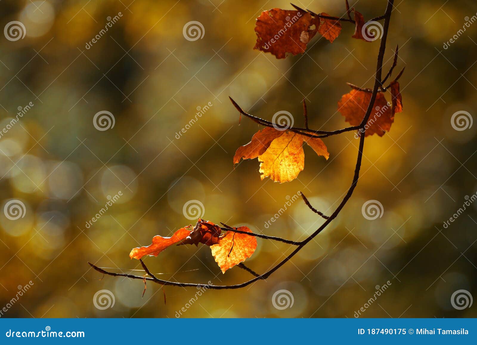 Decaying Leaves on a Tree Branch Stock Image - Image of forest, yellow ...