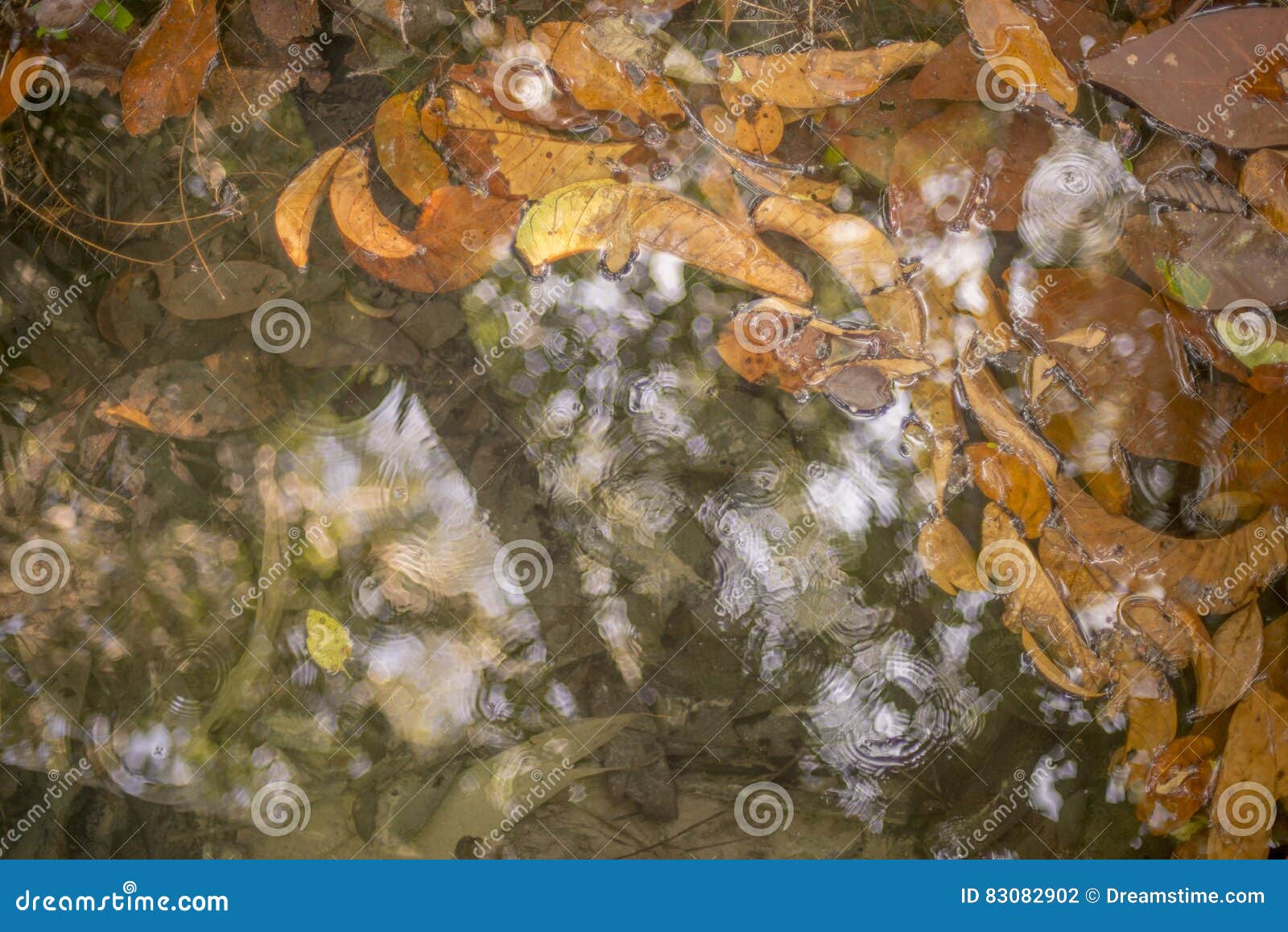Decaying leaves in water 2 stock photo. Image of shallow - 83082902