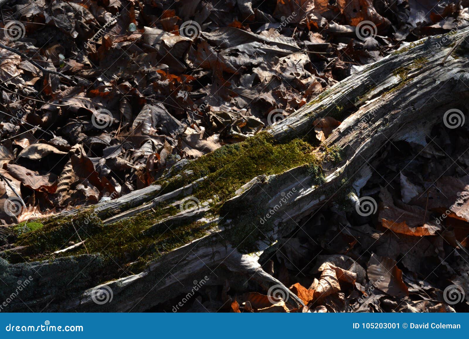 Rotting log with moss stock image. Image of plant, moss - 105203001