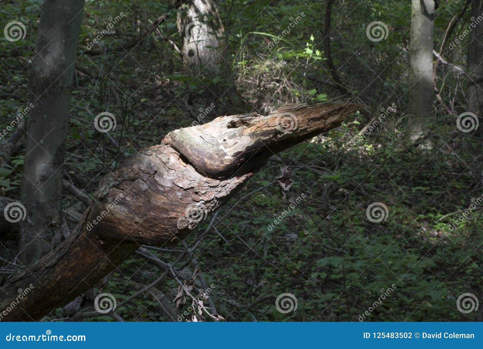 Decaying log in the forest stock photo. Image of growth - 125483502