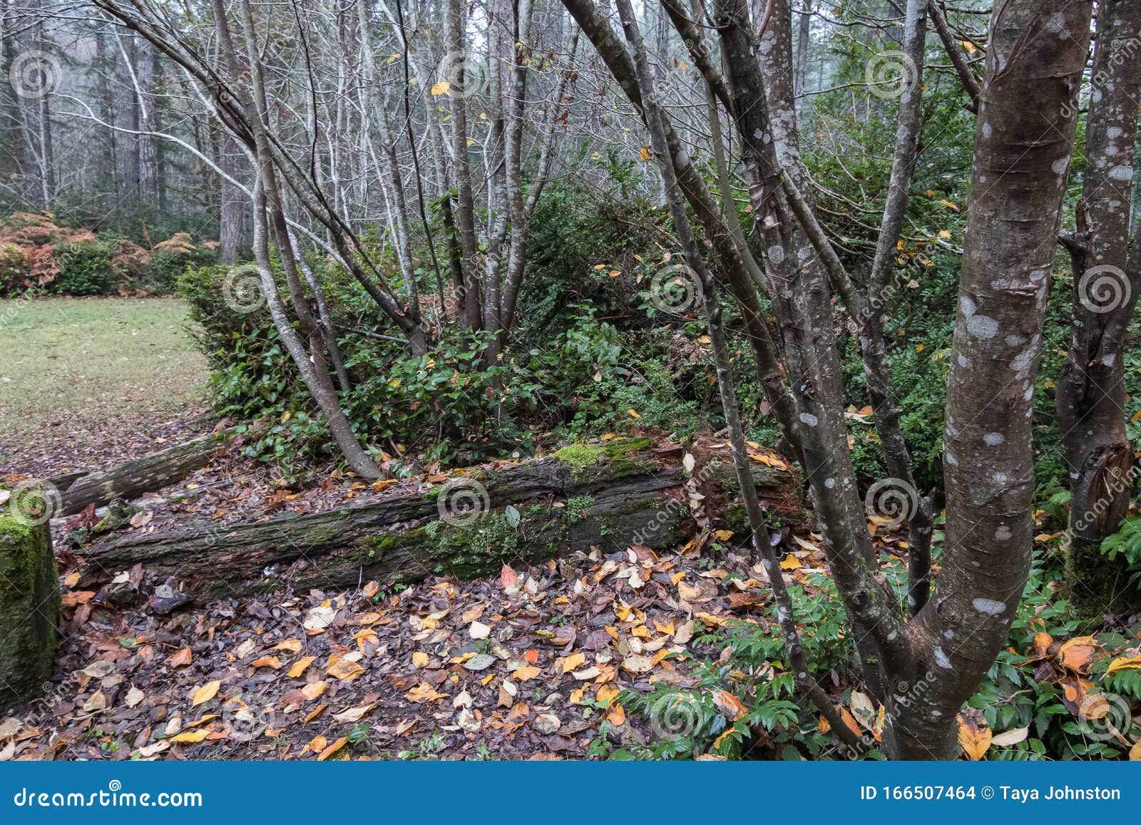 Decaying Log Laying among Tree Trunks and Fallen Leaves Stock Photo ...