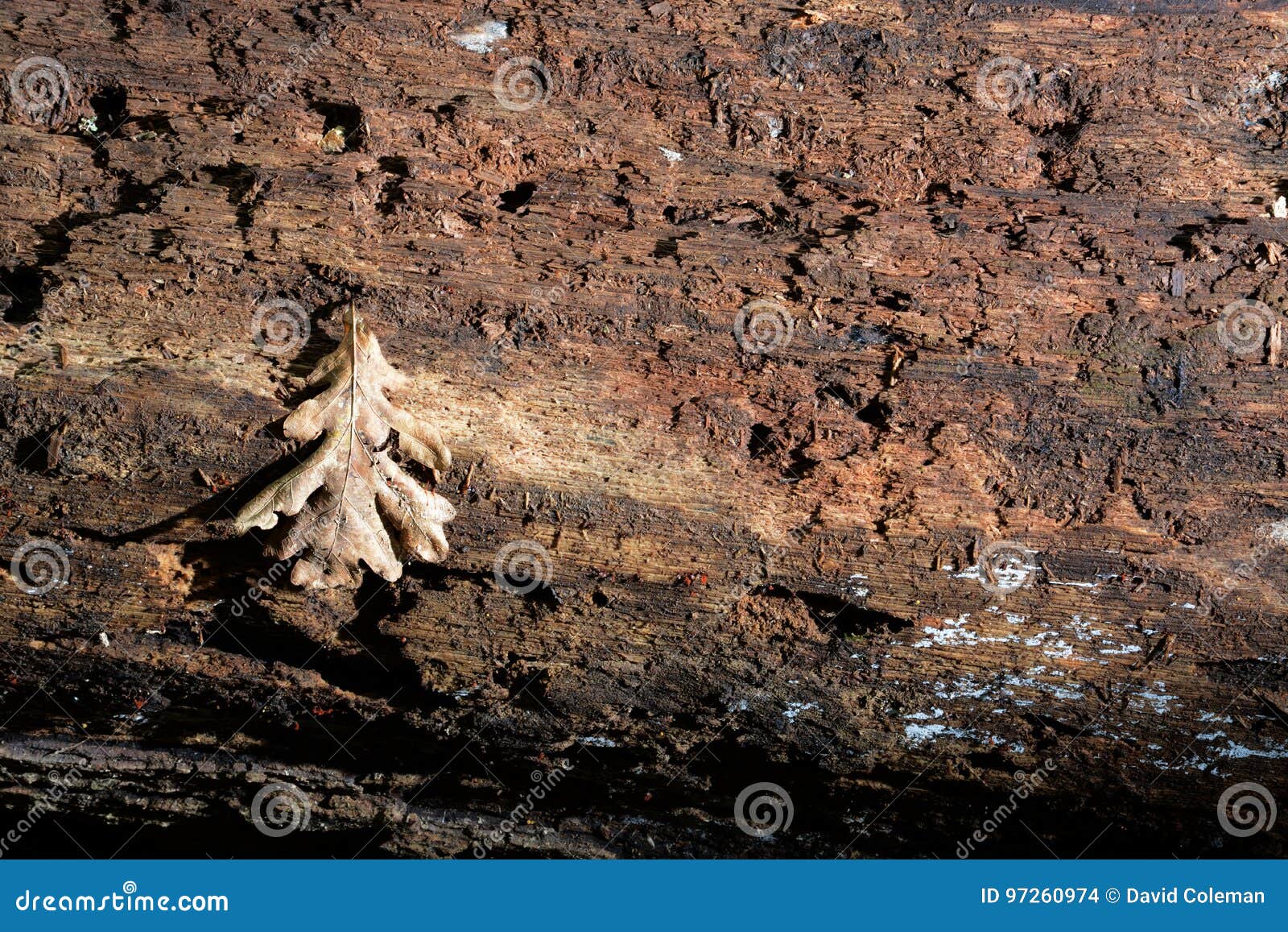 Decaying log with leaf stock photo. Image of fallen, dried - 97260974