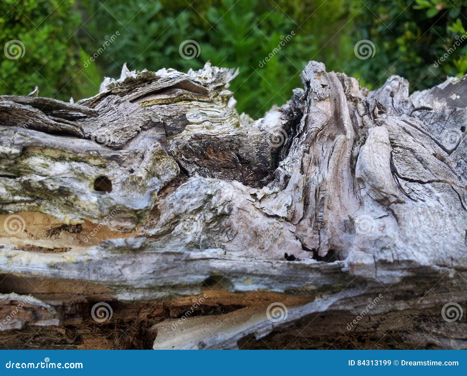Decaying log stock image. Image of garden, nature, wood - 84313199