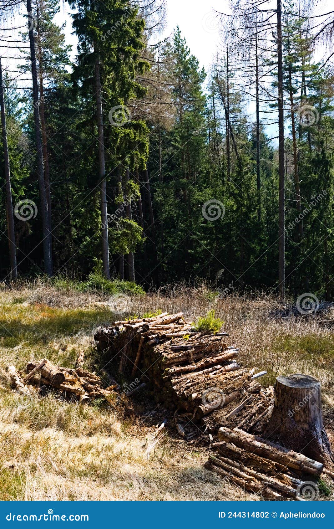 Decaying Logs in the Forest Stock Photo - Image of pine, nature: 244314802