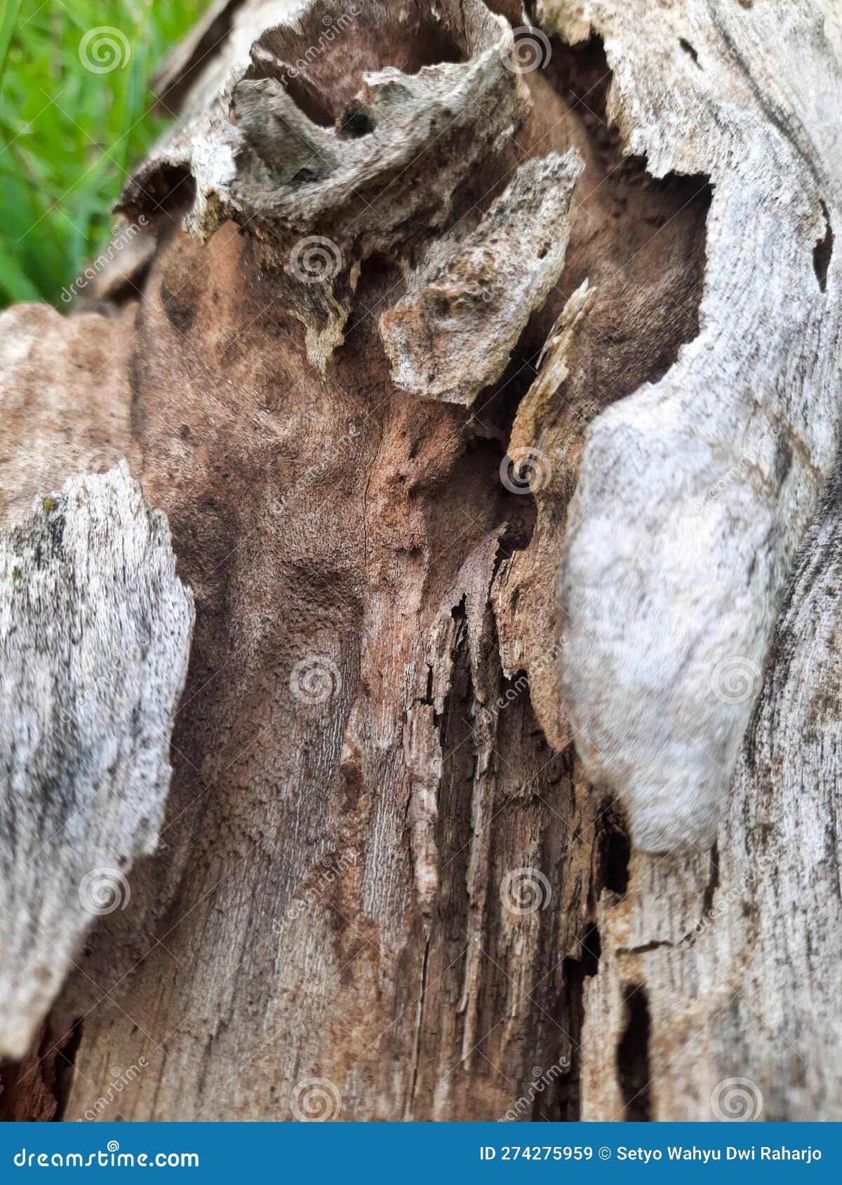 Decaying Logs Eaten by Termites Stock Image - Image of tree, surface ...