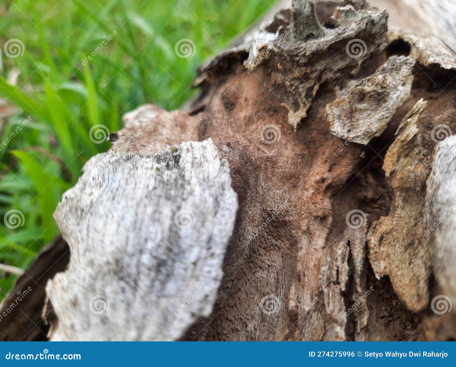 Decaying Logs Eaten by Termites Stock Photo - Image of texture, closeup ...
