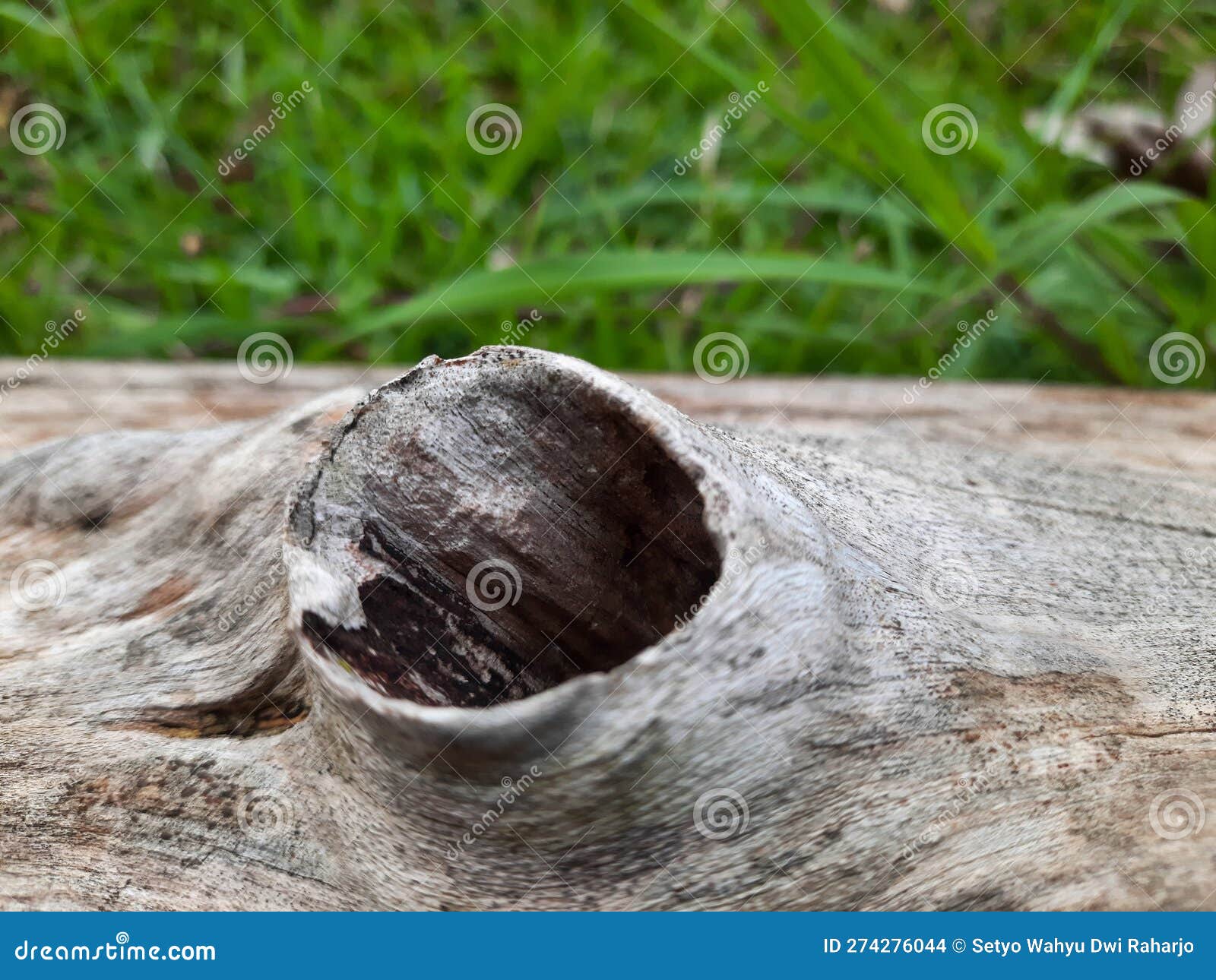 Decaying Logs Eaten by Termites Stock Photo - Image of texture, oundle ...