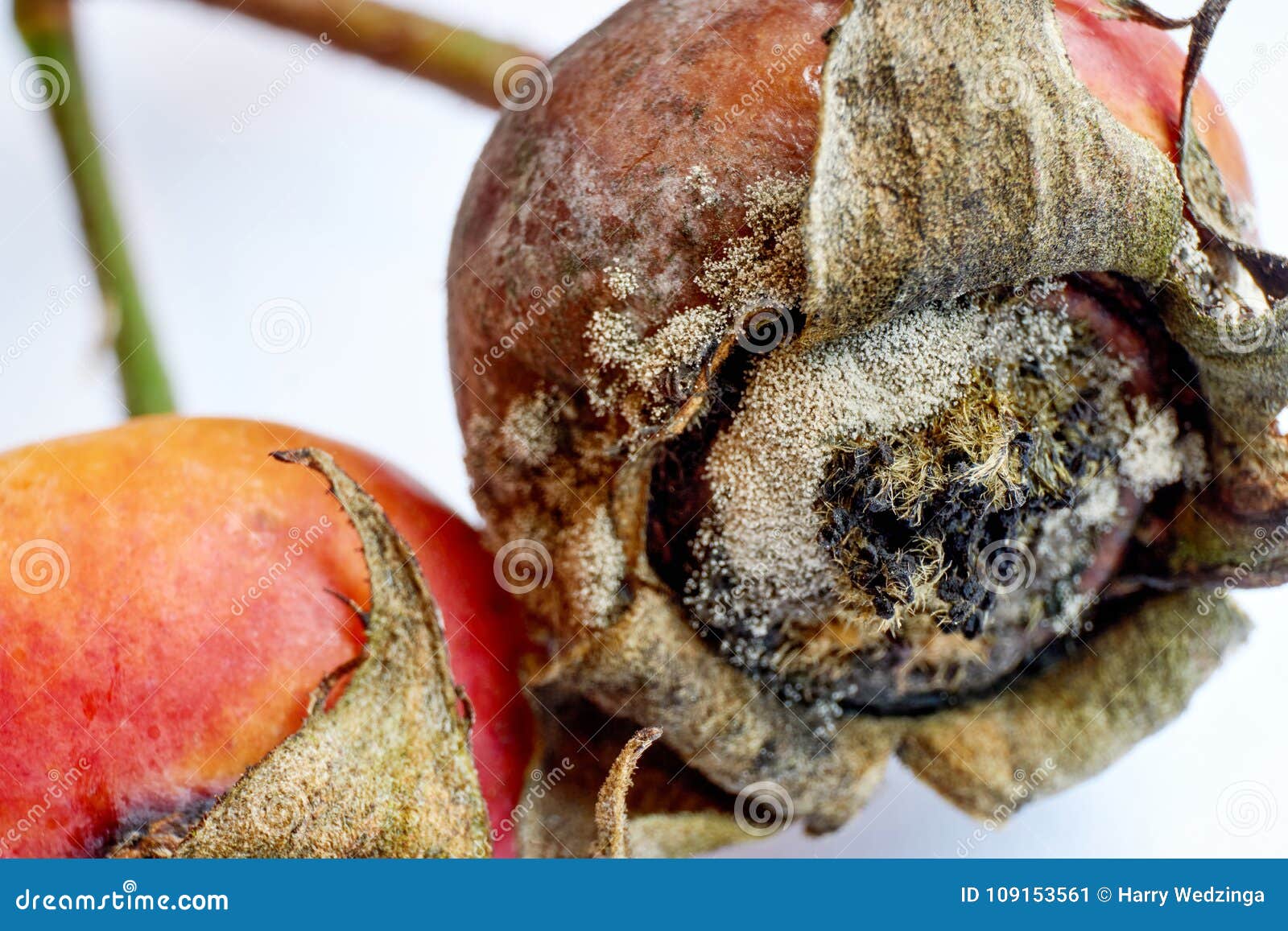 Decaying Orange Rose Hips in Winter Stock Image - Image of nature ...