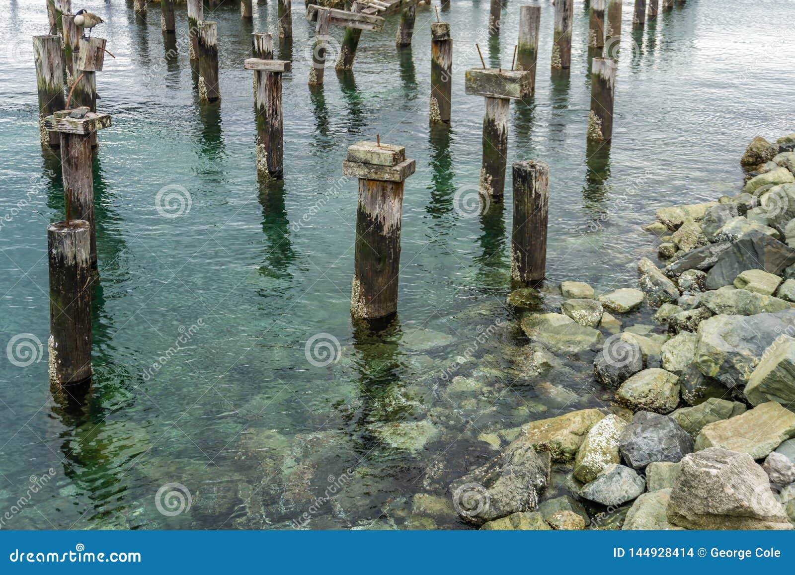 Decaying Pilings Landscape 7 Stock Photo - Image of pacific, washington ...