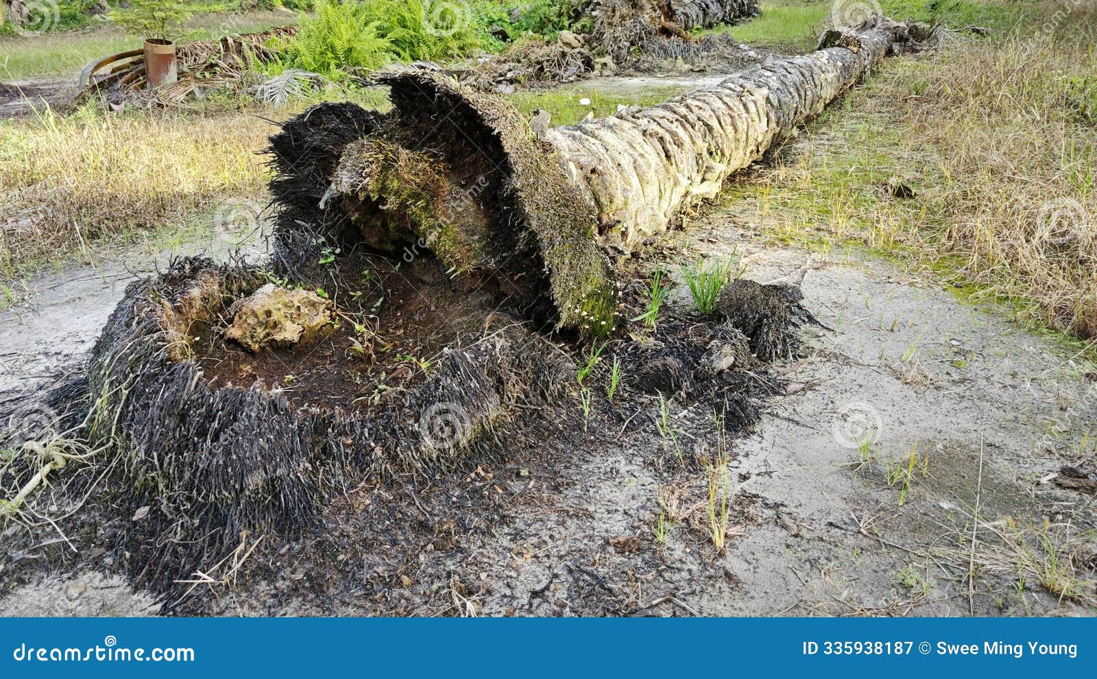 Decaying or Rotting Oil Palm Tree at the Plantation Field Stock Image ...