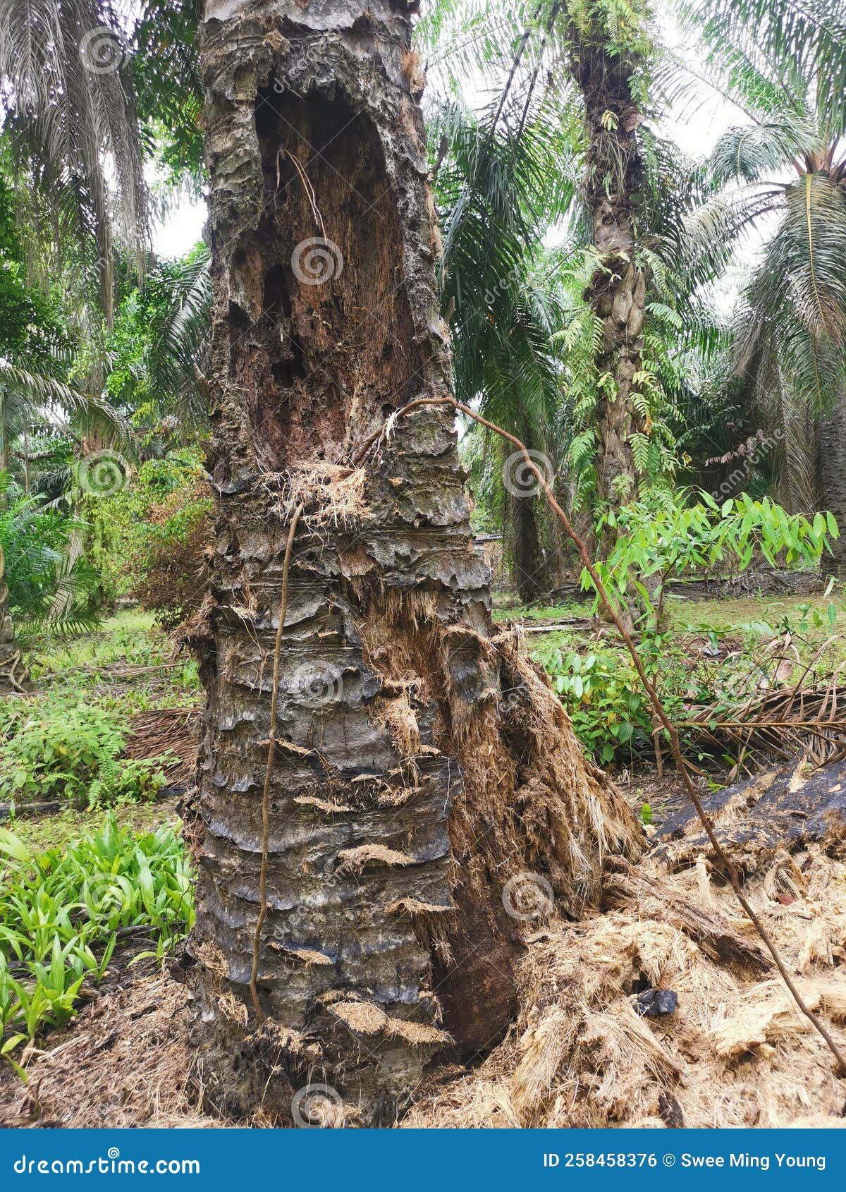 Decaying or Rotting Oil Palm Tree at the Plantation Stock Photo - Image ...