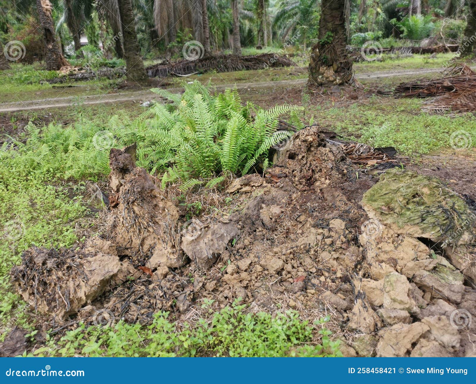 Decaying or Rotting Oil Palm Tree at the Plantation Stock Image - Image ...