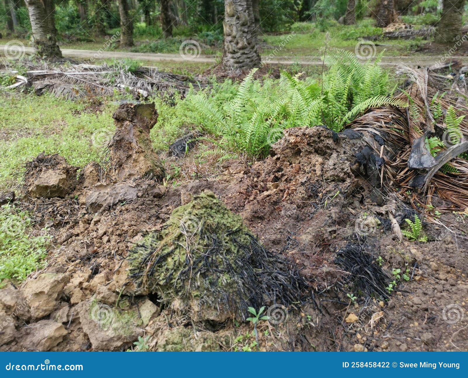 Decaying or Rotting Oil Palm Tree at the Plantation Stock Photo - Image ...