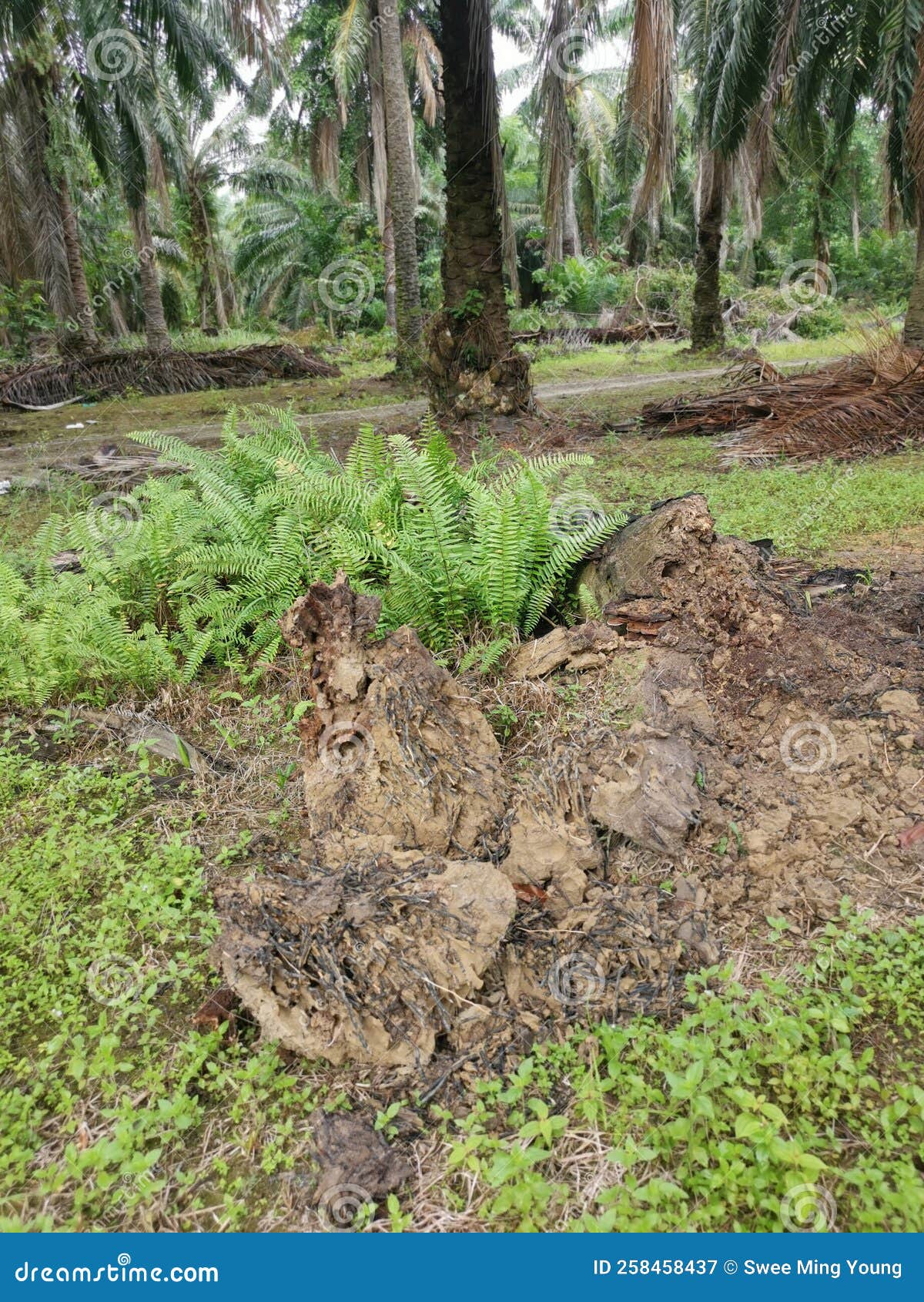 Decaying or Rotting Oil Palm Tree at the Plantation Stock Image - Image ...