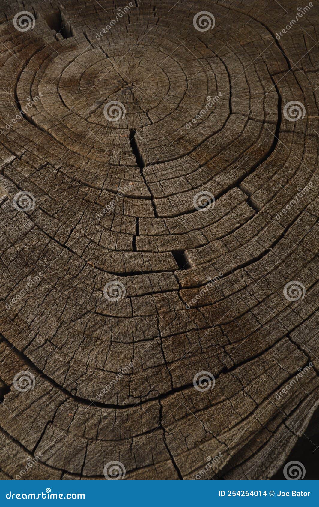 Decaying Stump from a Large Tree Stock Photo - Image of worn, line ...
