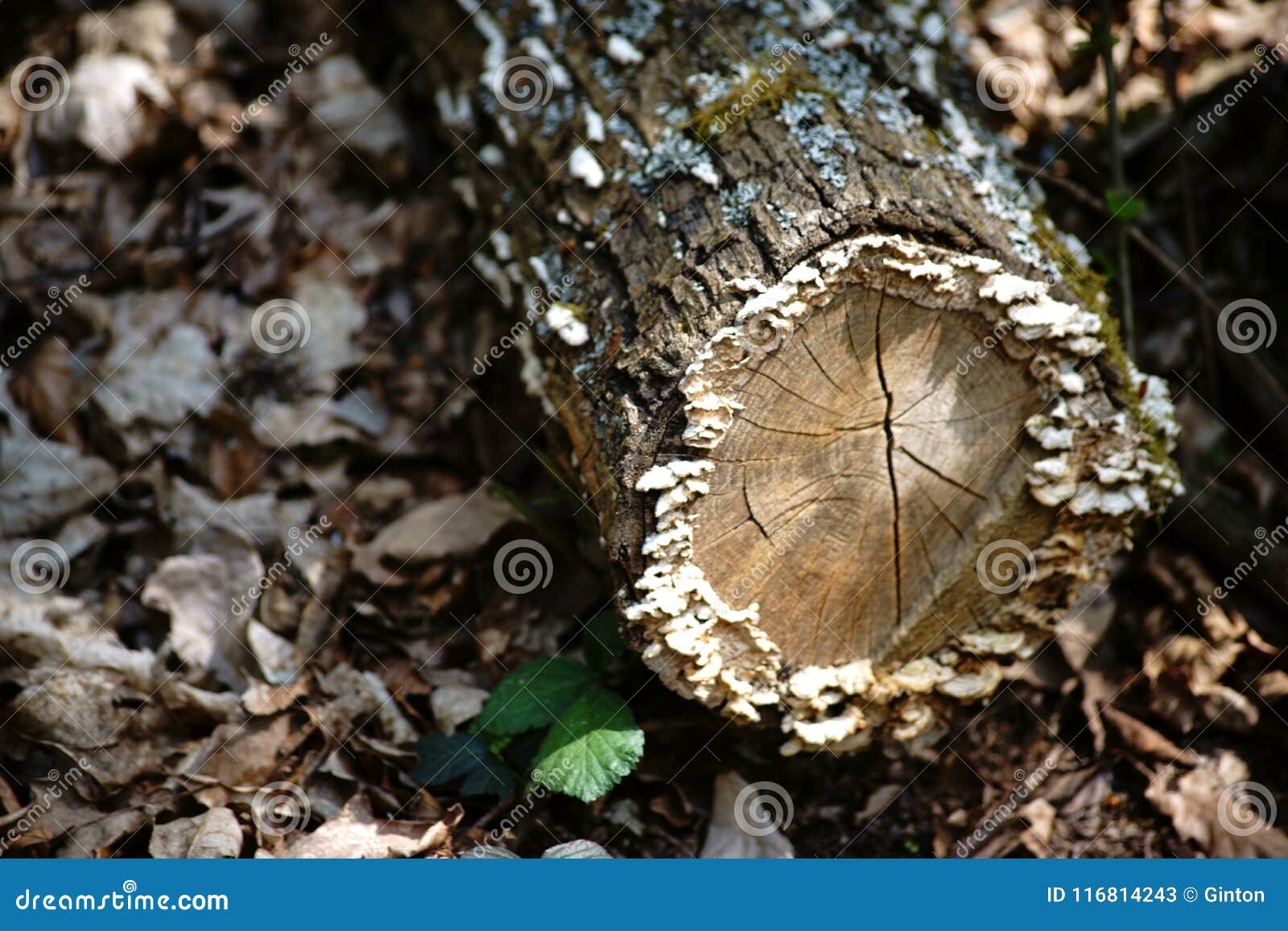 Decaying stump stock image. Image of plant, deadwood - 116814243