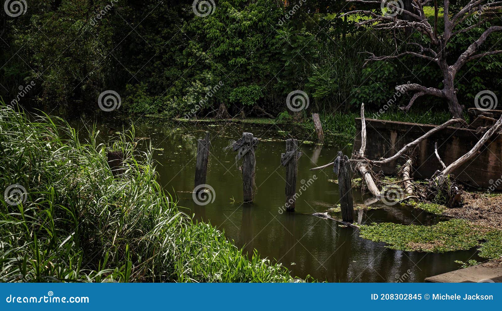 Decayed Bridge Posts in Water Stock Image - Image of close, wooden ...