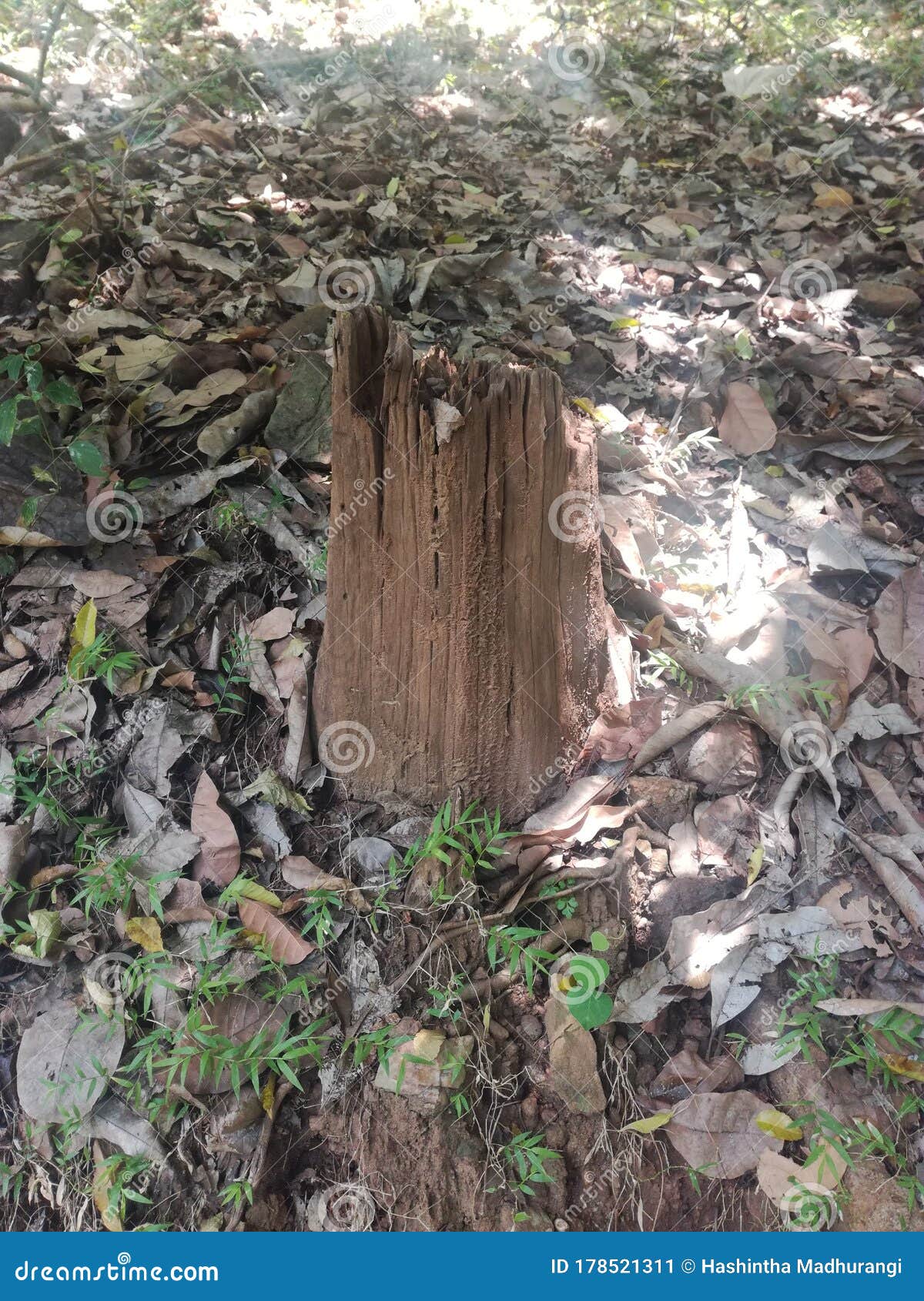A Decaying Tree is Beautiful in the Badulla District of Sri Lanka ...
