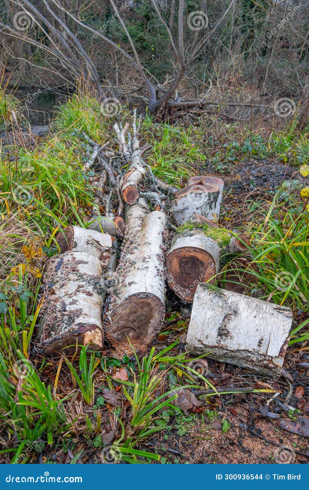 Decaying Tree in Chunks stock photo. Image of plant - 300936544