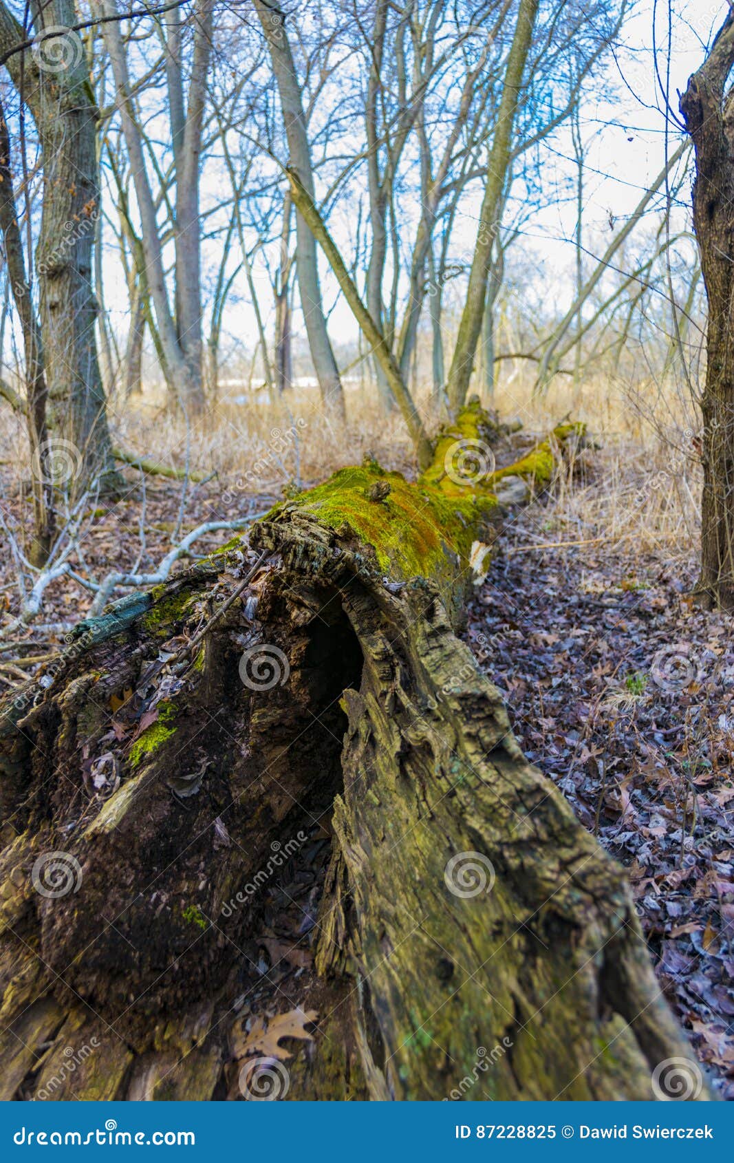 Decaying Tree stock image. Image of nature, landscape - 87228825