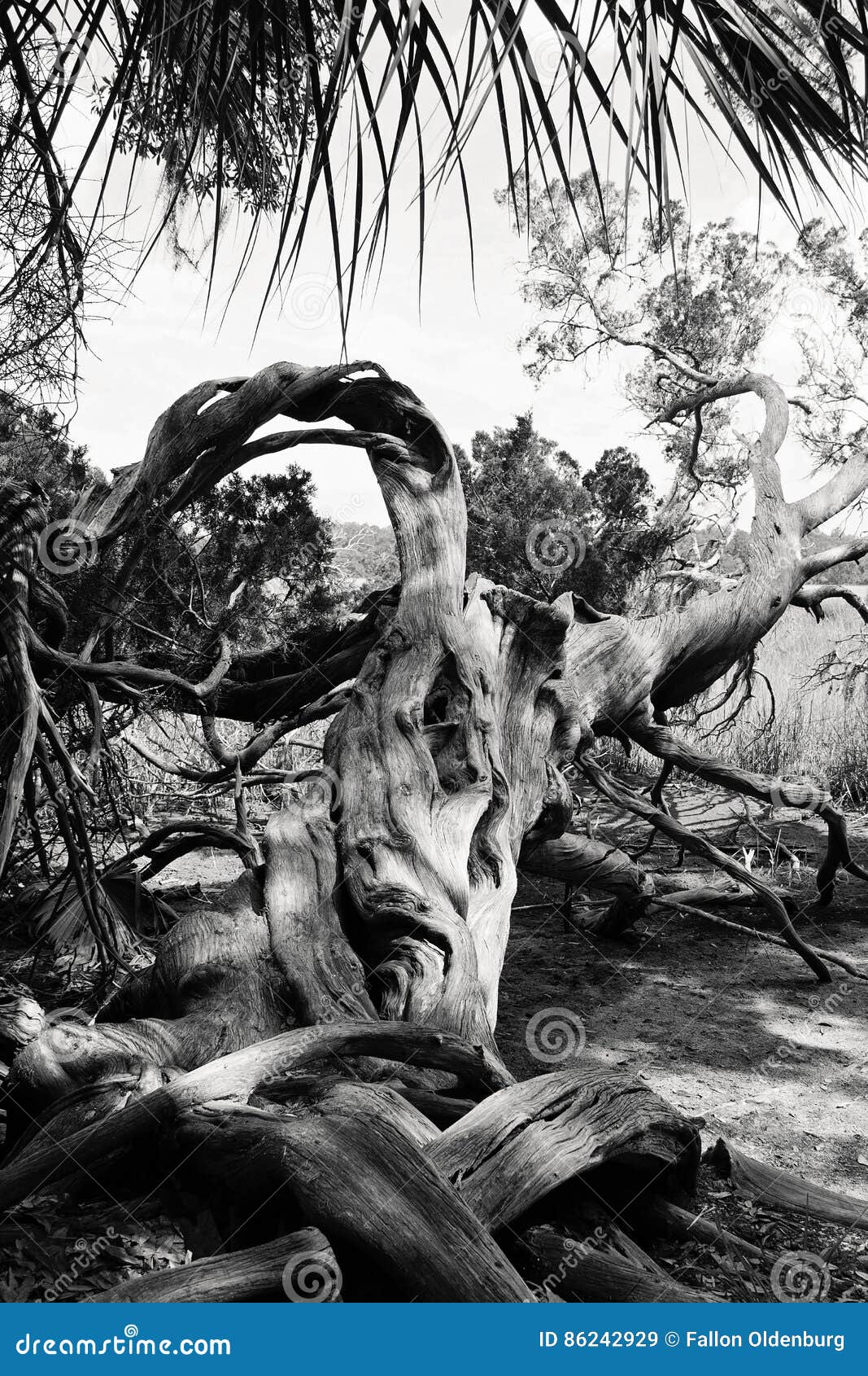 Dead Tree In A Swamp Royalty-Free Stock Photo | CartoonDealer.com #86242929