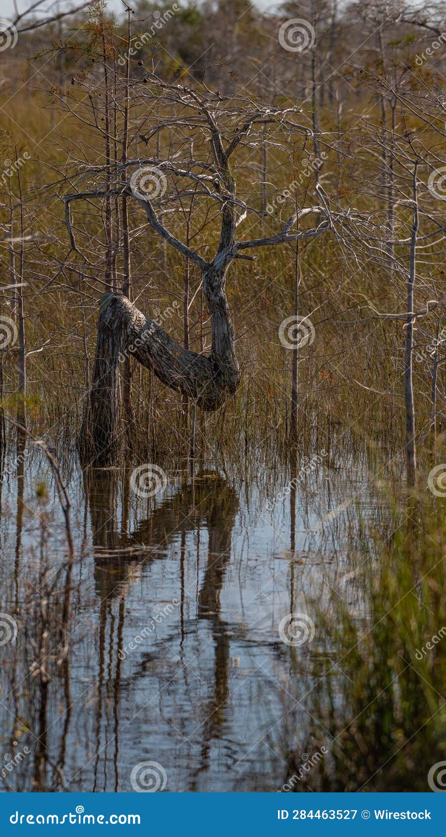 Decaying Tree Standing in the a Murky Swamp Stock Image - Image of ...