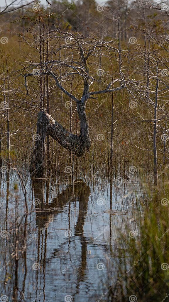 Decaying Tree Standing in the a Murky Swamp Stock Image - Image of ...