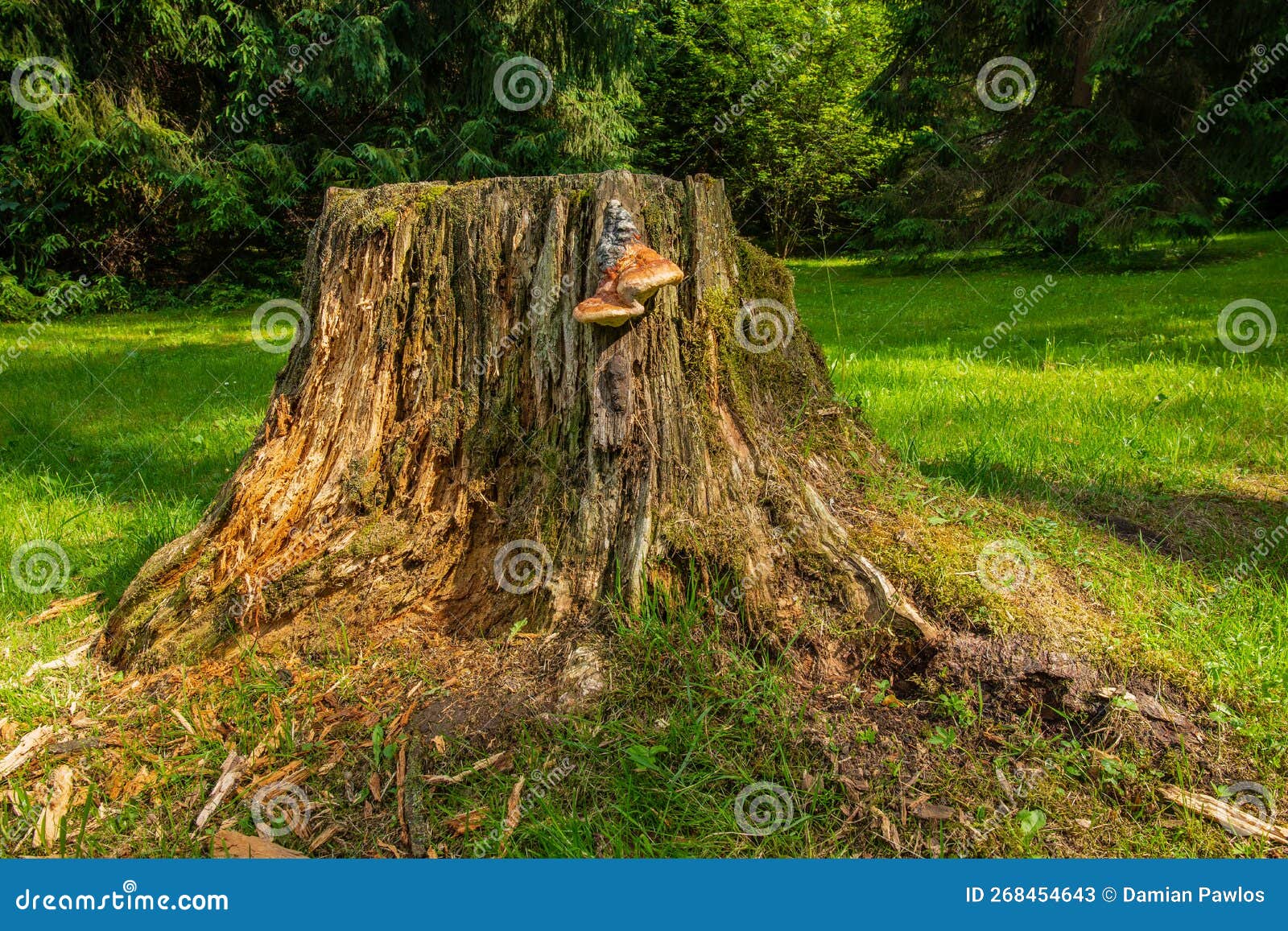 Decaying Tree Stump with Fungus. Old Rotten Tree Stump Stock Image ...