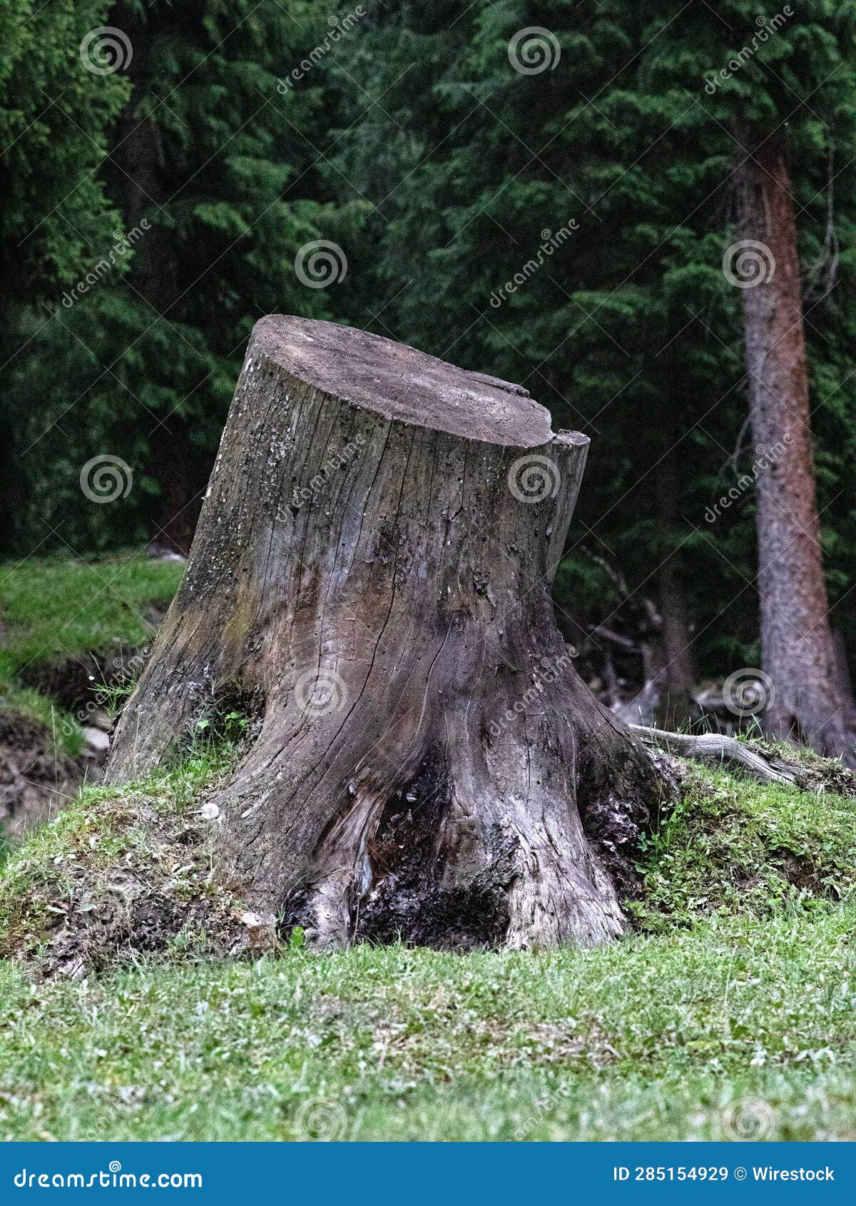 Decaying Tree Stump Lying on a Grassy Patch in a Lush Woodland ...