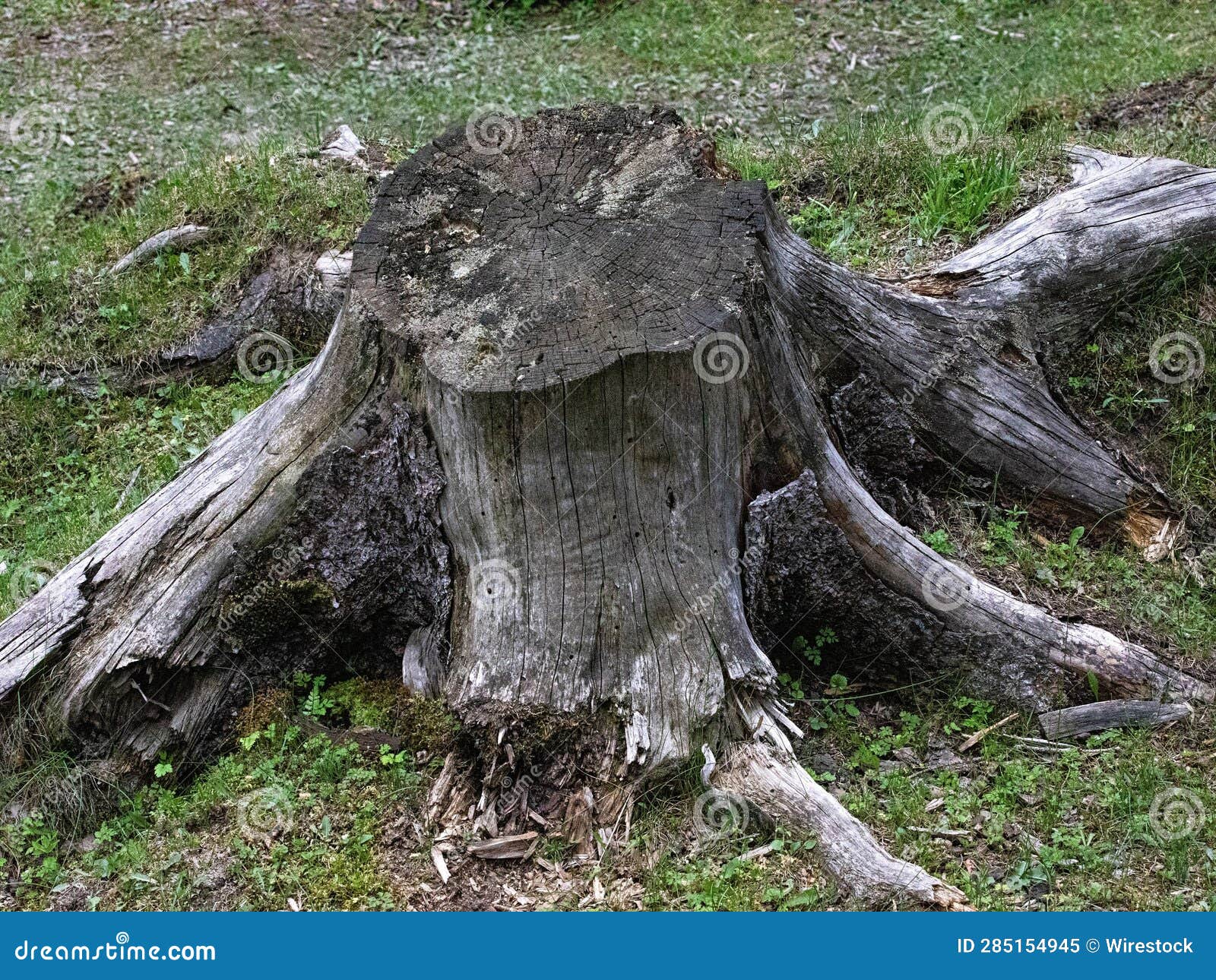 Decaying Tree Stump Lying on a Grassy Patch in a Lush Woodland ...