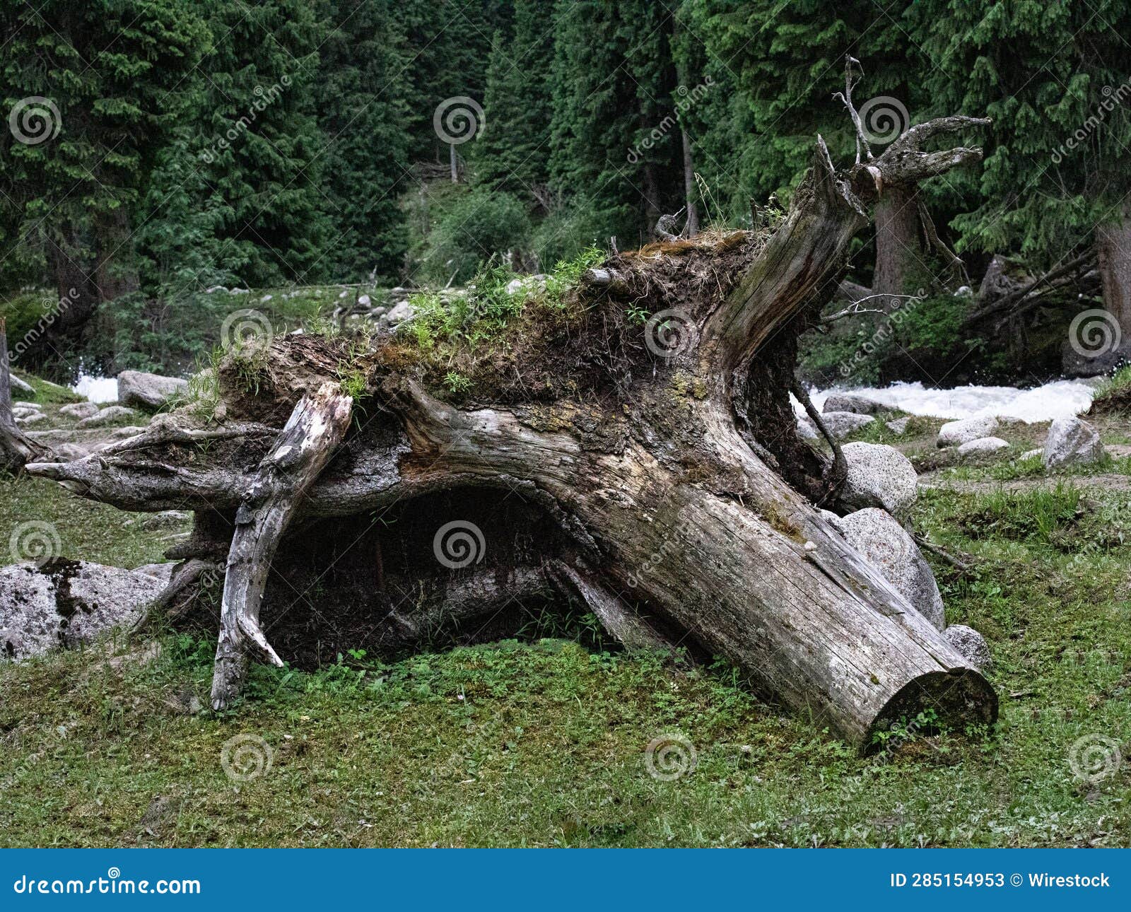 Decaying Tree Stump Lying on a Grassy Patch in a Lush Woodland ...