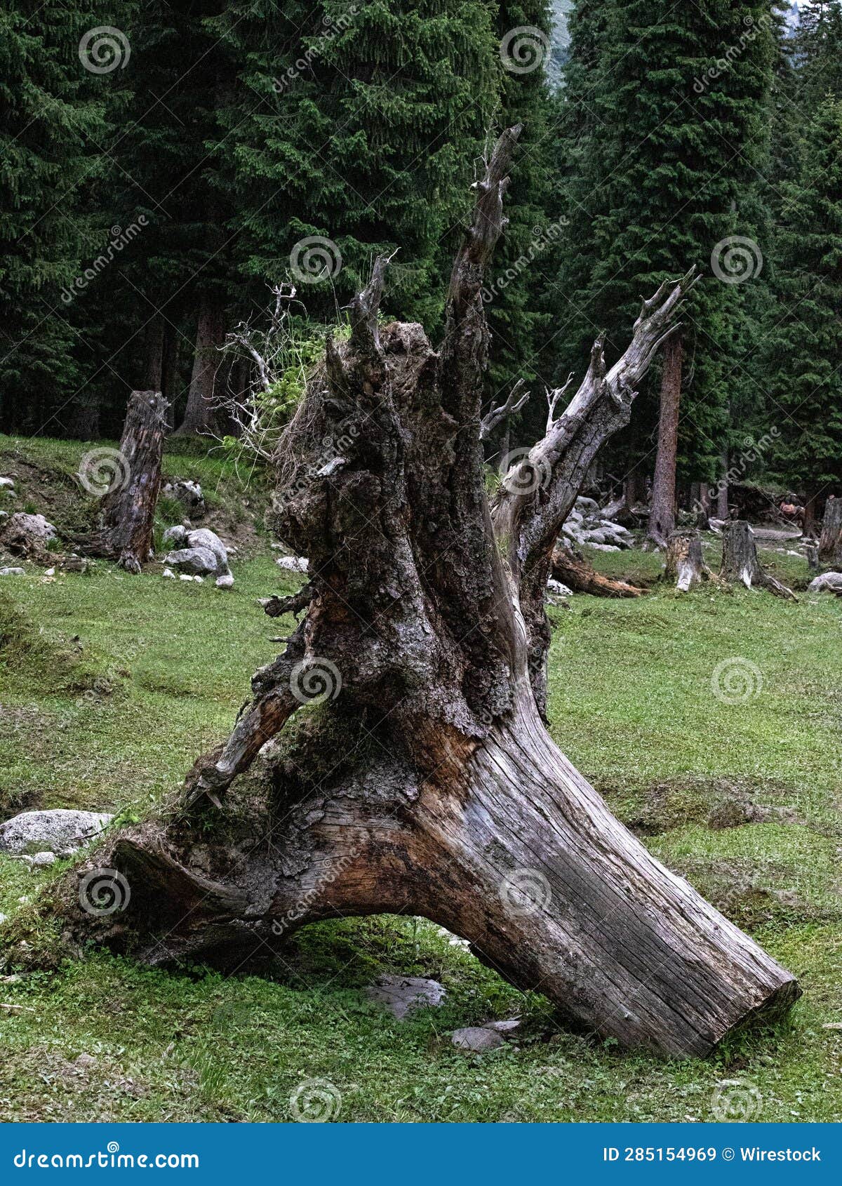 Decaying Tree Stump Lying on a Grassy Patch in a Lush Woodland ...