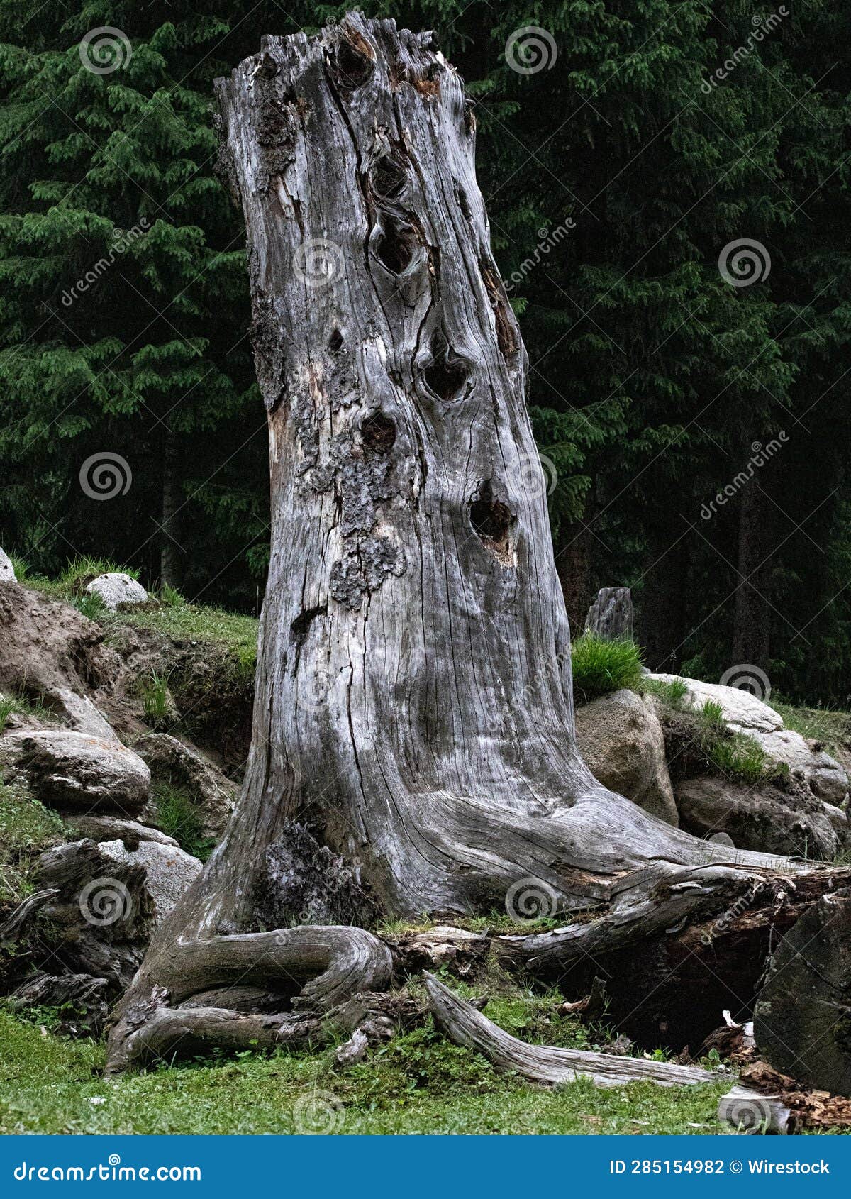 Decaying Tree Stump Lying on a Grassy Patch in a Lush Woodland ...
