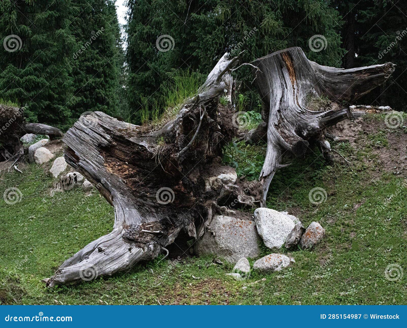 Decaying Tree Stump Lying on a Grassy Patch in a Lush Woodland ...