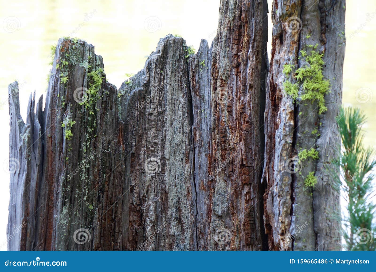 Decaying Tree Stump with Moss Stock Photo - Image of decay, brown ...