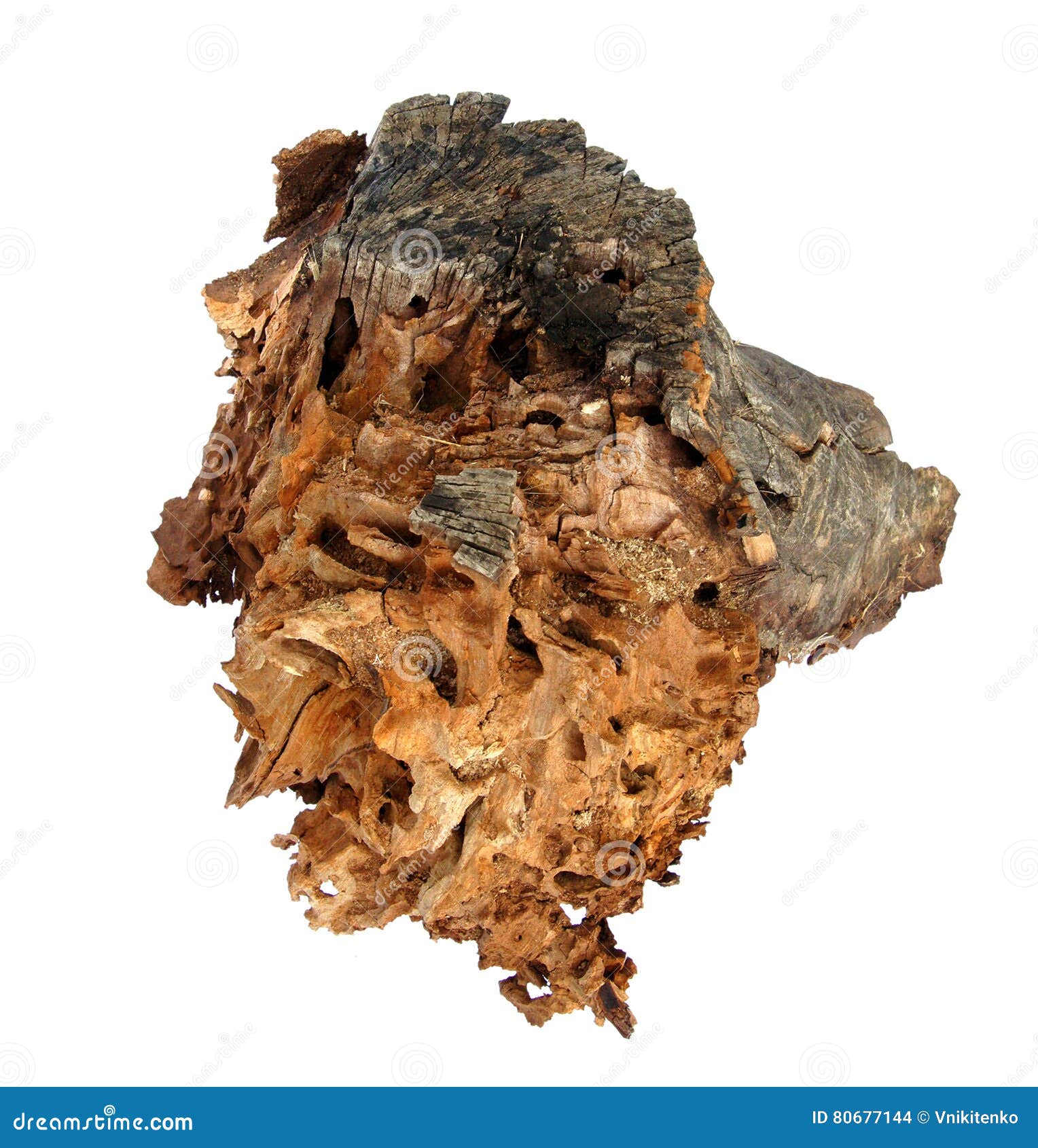 Decaying tree stump stock photo. Image of dirty, hardwood - 80677144