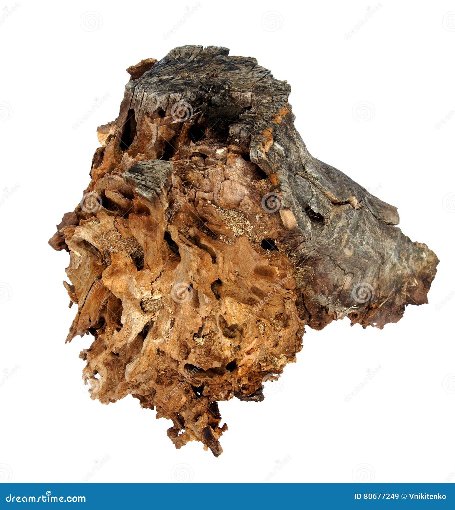 Decaying tree stump stock image. Image of circular, grunge - 80677249