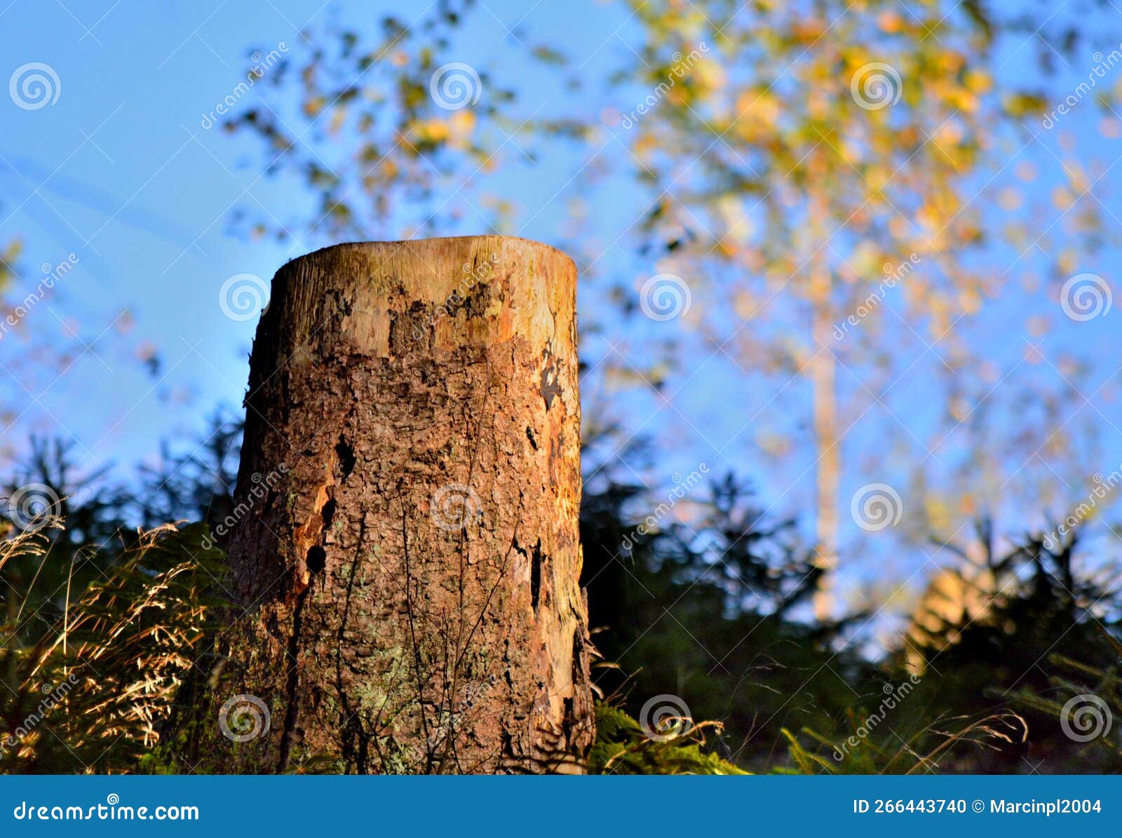 Decaying stump stock photo. Image of wilderness, forest - 266443740