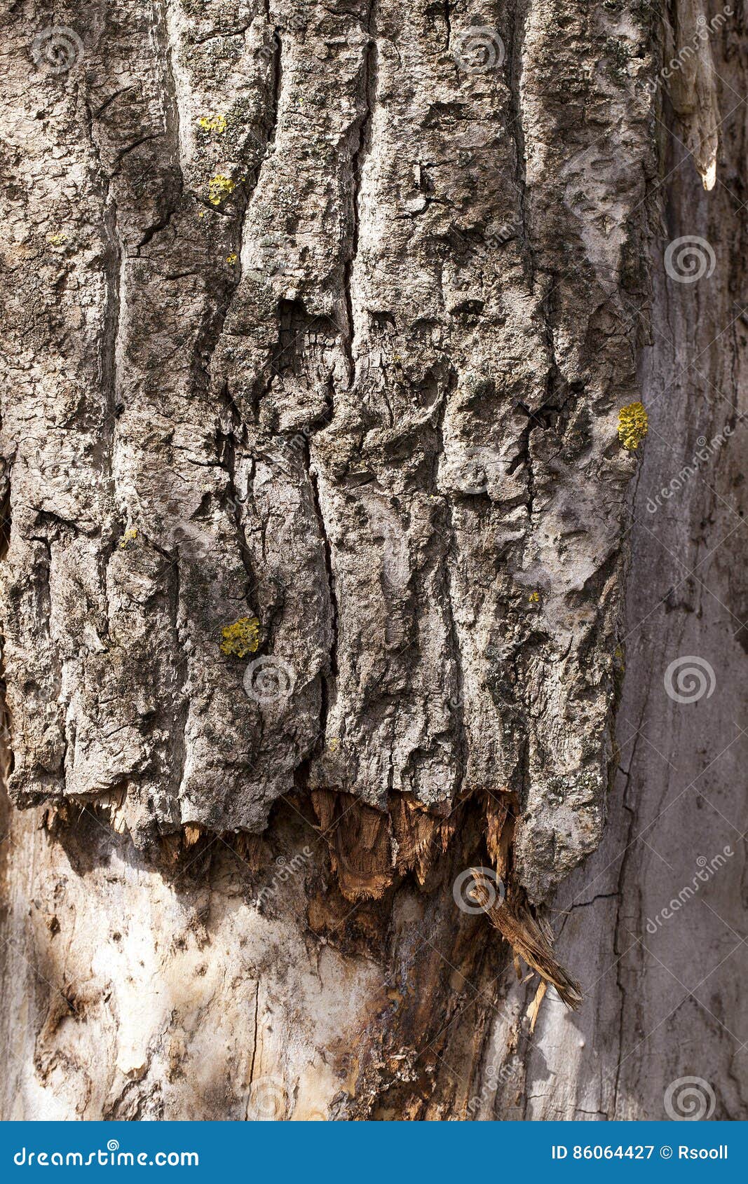 Decaying tree trunk stock image. Image of nature, firewood - 86064427