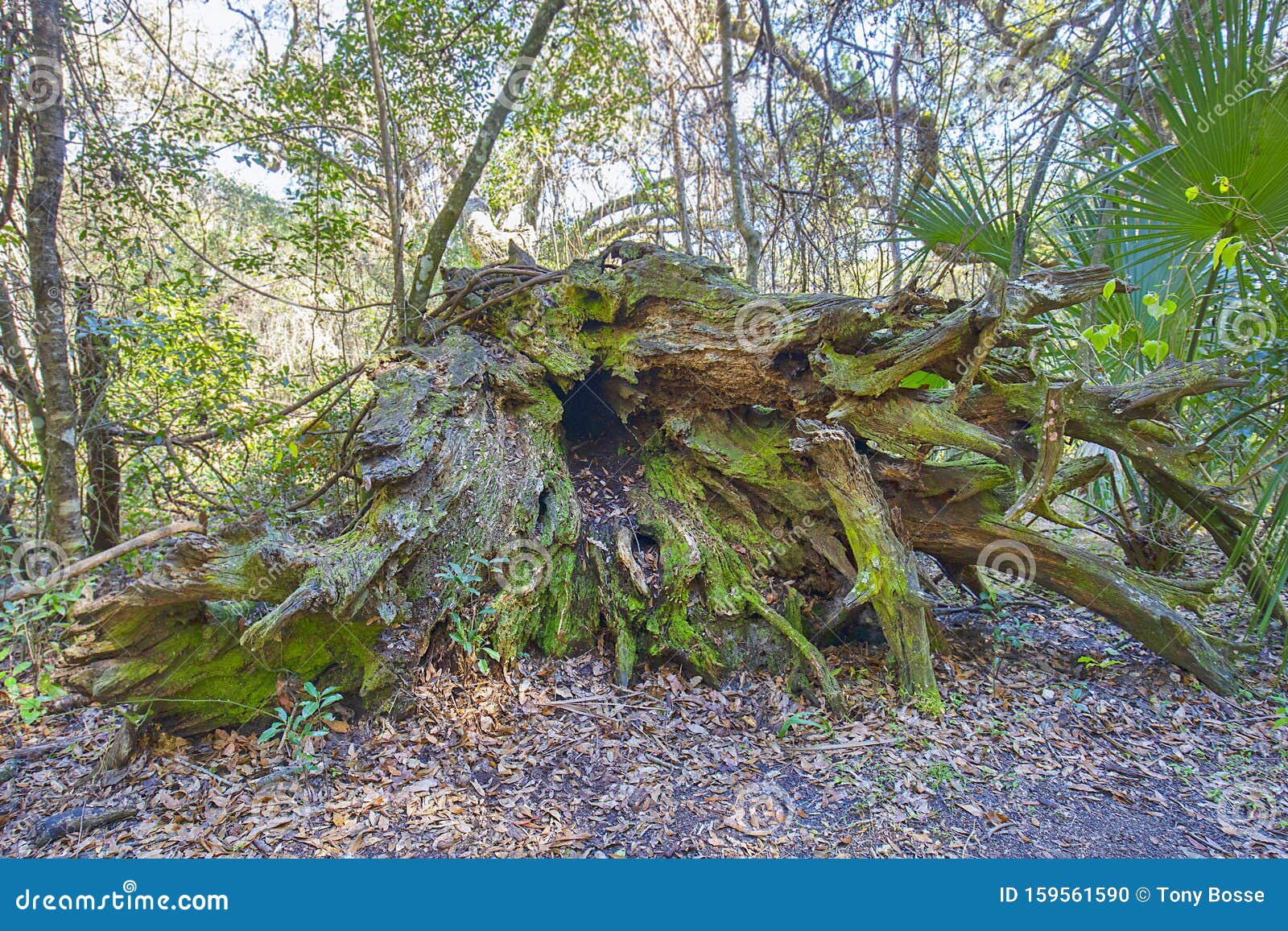 Decaying Tree Trunk stock photo. Image of environment - 159561590