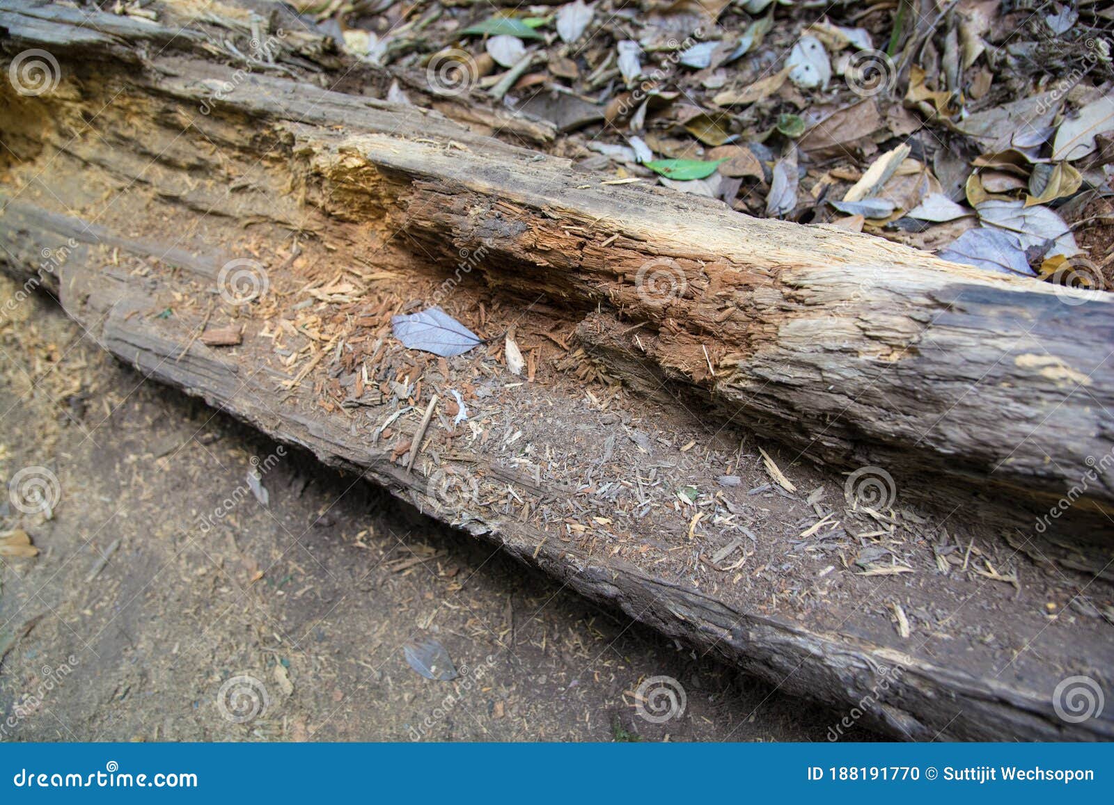 Decaying Tree Trunk Lays on the Ground Stock Photo - Image of wood ...