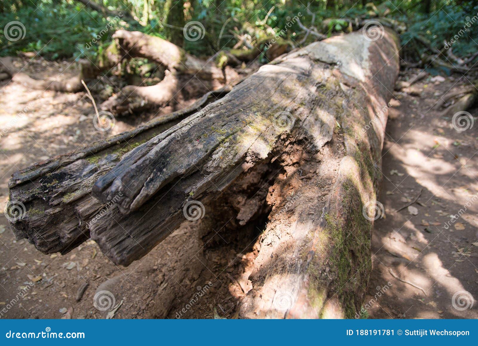 Decaying Tree Trunk Lays on the Ground Stock Image - Image of decaying ...