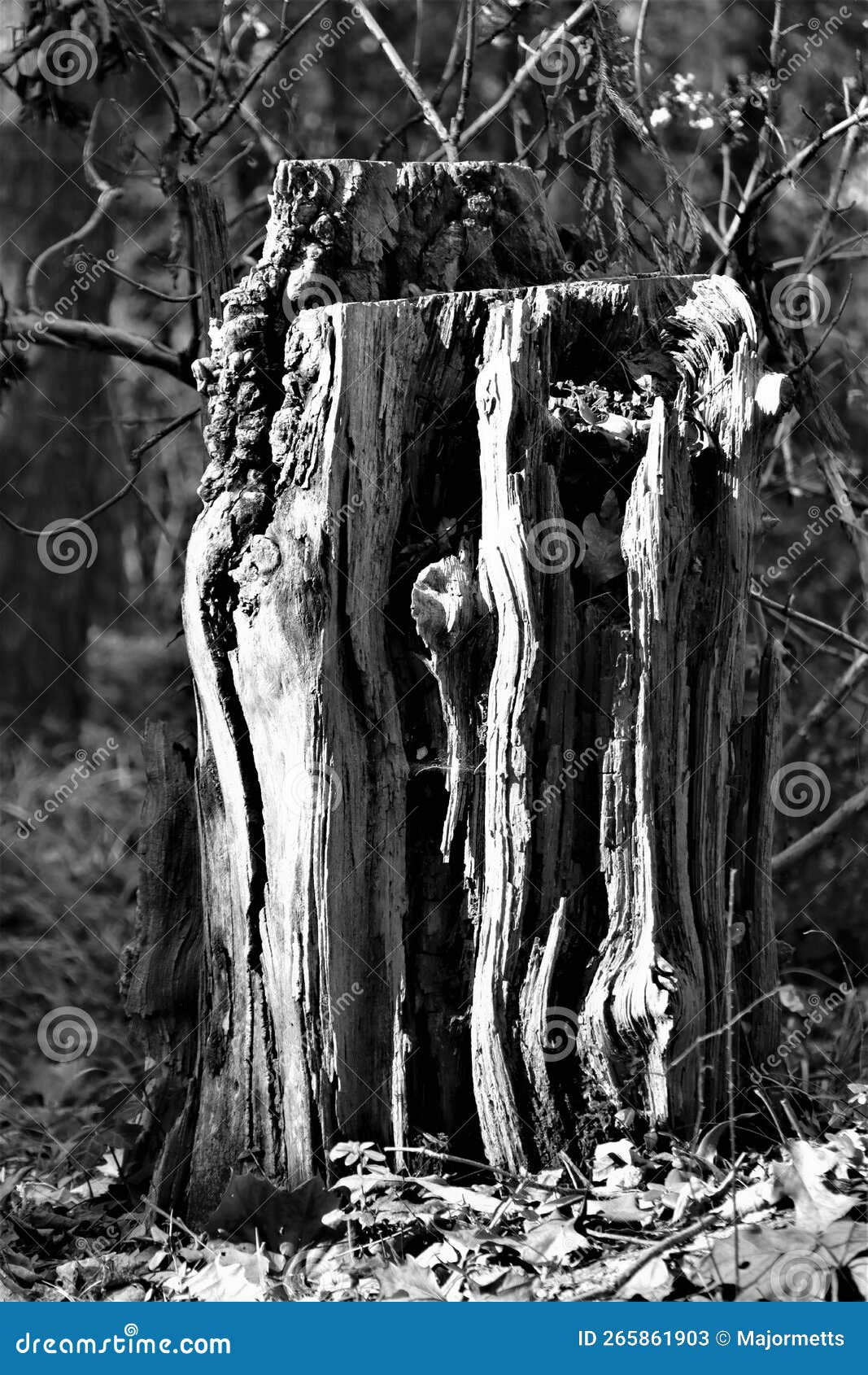 Decaying Tree Trunk in Winter, Black and White Stock Image - Image of ...