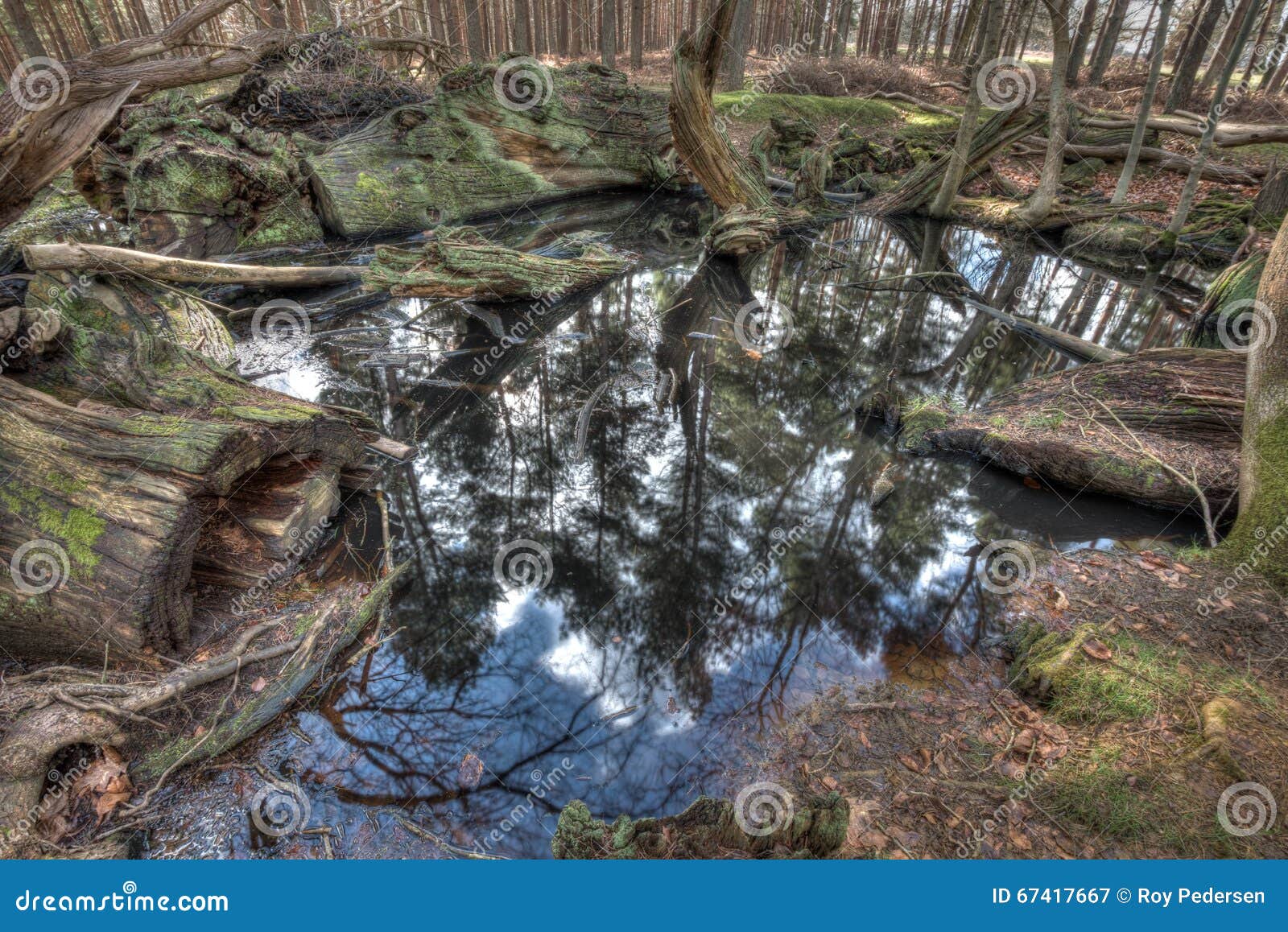 Decaying Trees in a pool stock image. Image of color - 67417667