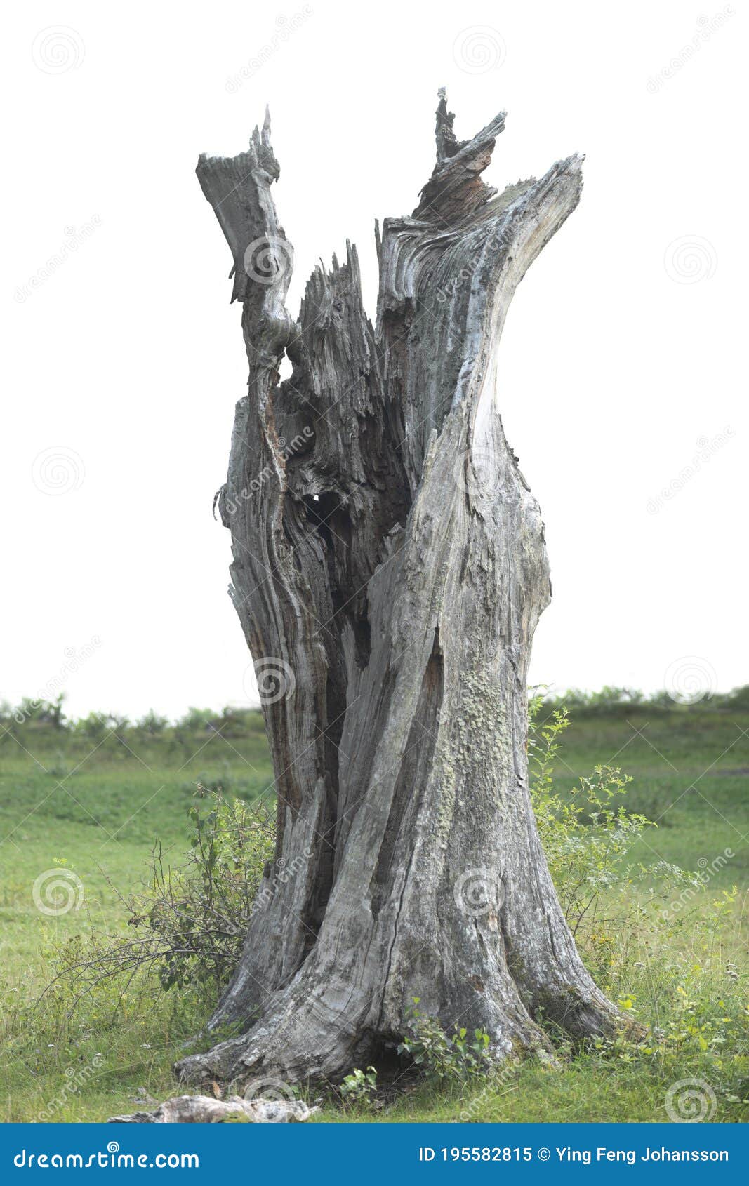 Decaying trunk of oak tree stock image. Image of isolated - 195582815
